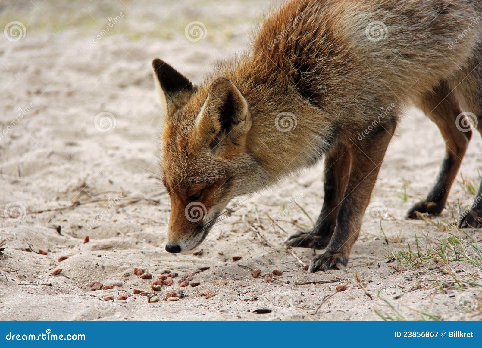 Fox looking for food stock image. Image of vulpes, wild - 23856867