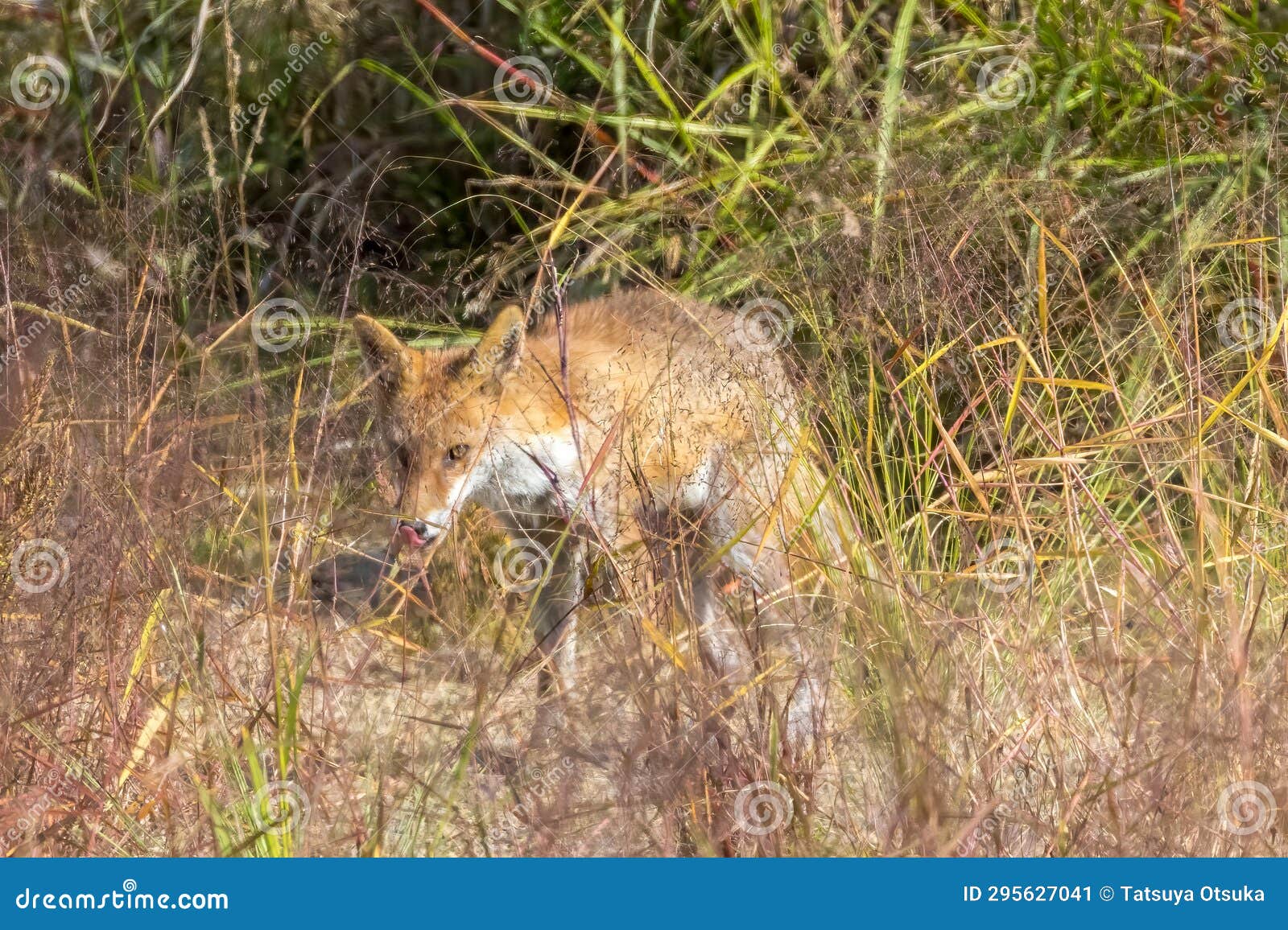 Fox Looking for Its Feed in a Bush Stock Image - Image of bush, animal ...