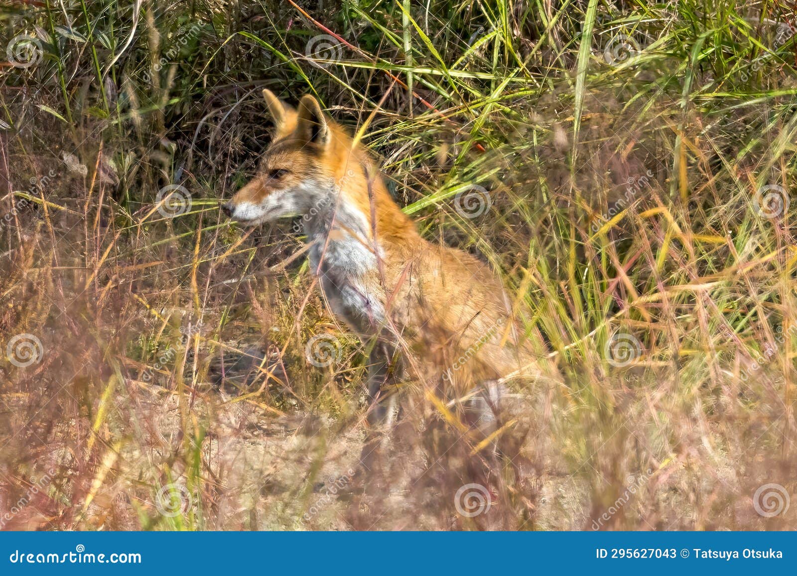 Fox Looking for Its Feed in a Bush Stock Image - Image of watching ...