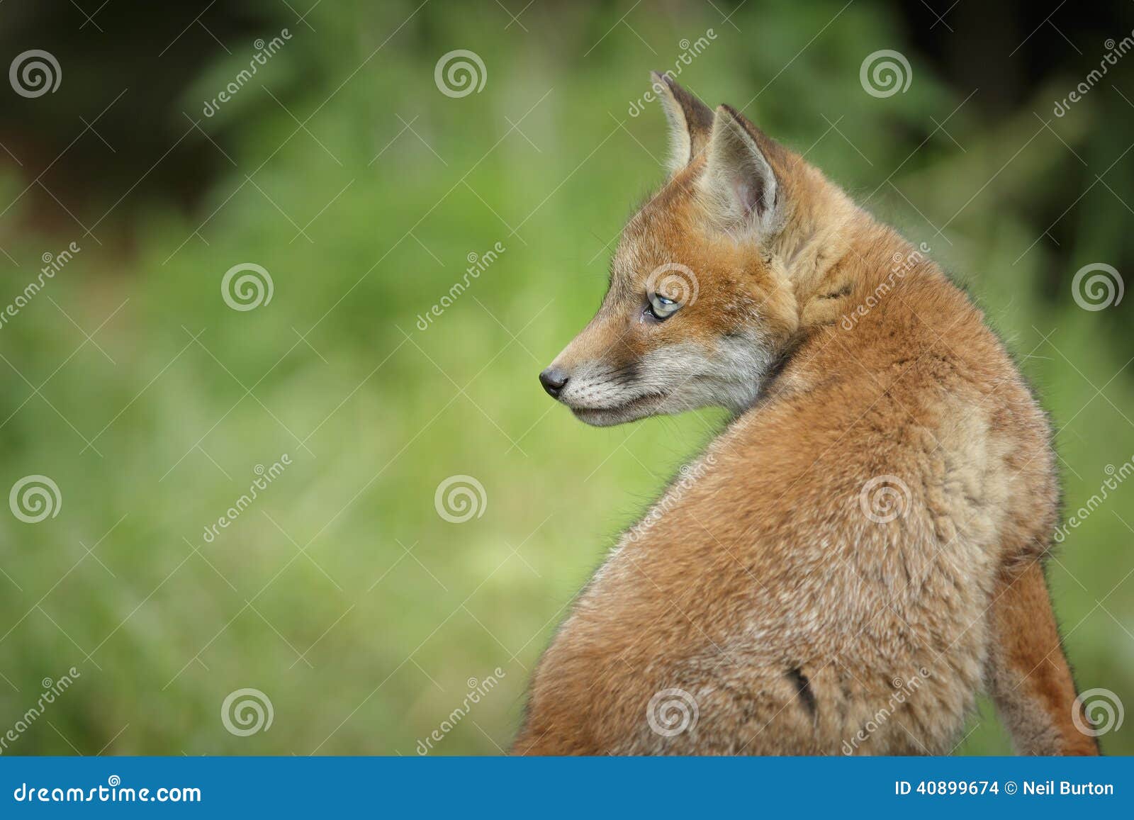 Fox Looking Over His Shoulder Stock Photos - Free & Royalty-Free Stock ...