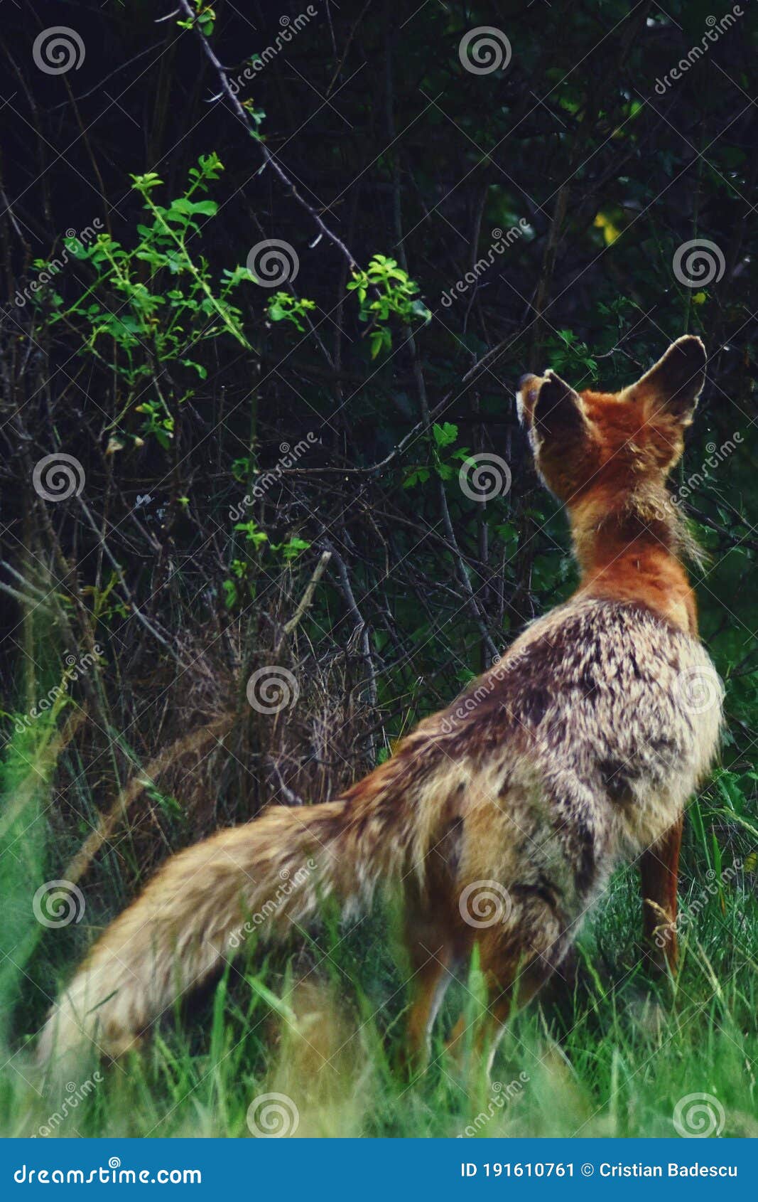 A Fox Looking Up through the Bushes Stock Image - Image of animal ...