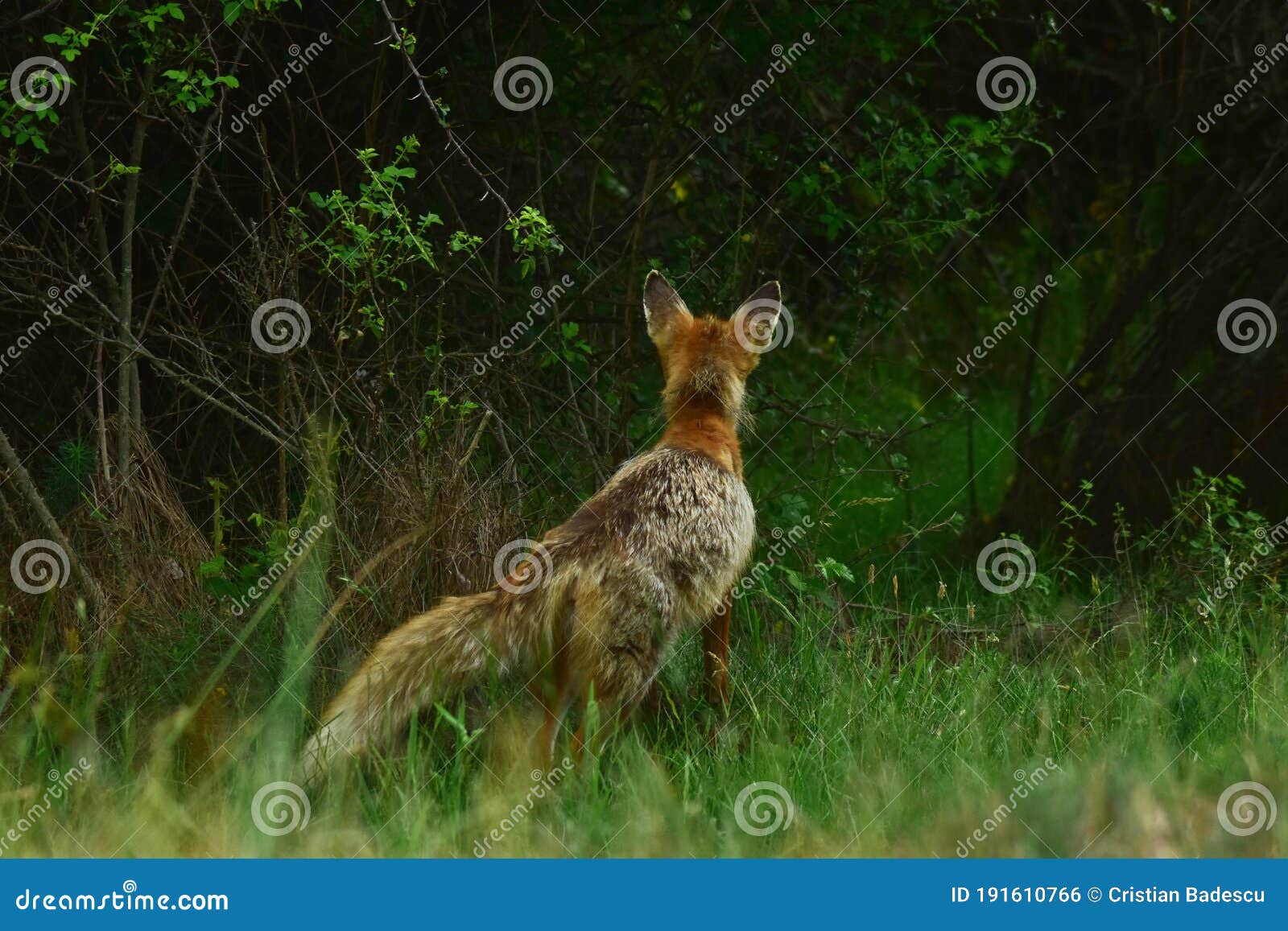 A Fox Looking Up through the Bushes Stock Photo - Image of face, forest ...