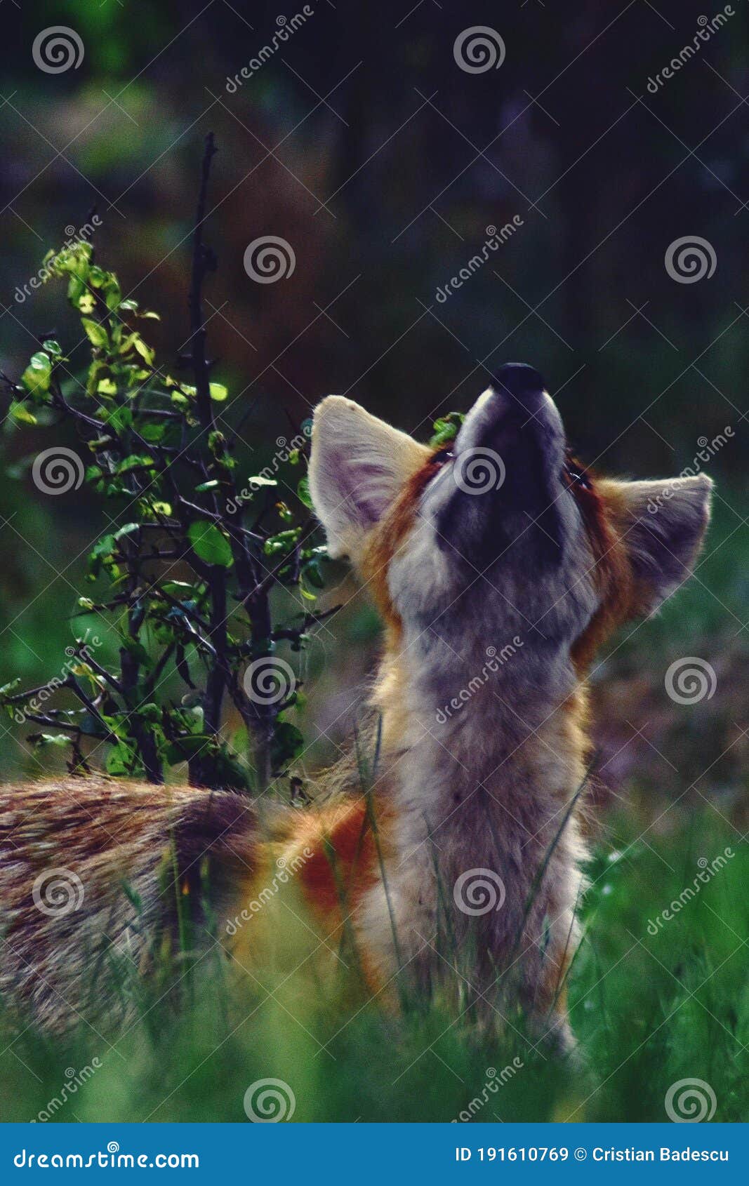 A Fox Looking Up through the Bushes Stock Image - Image of mammal ...