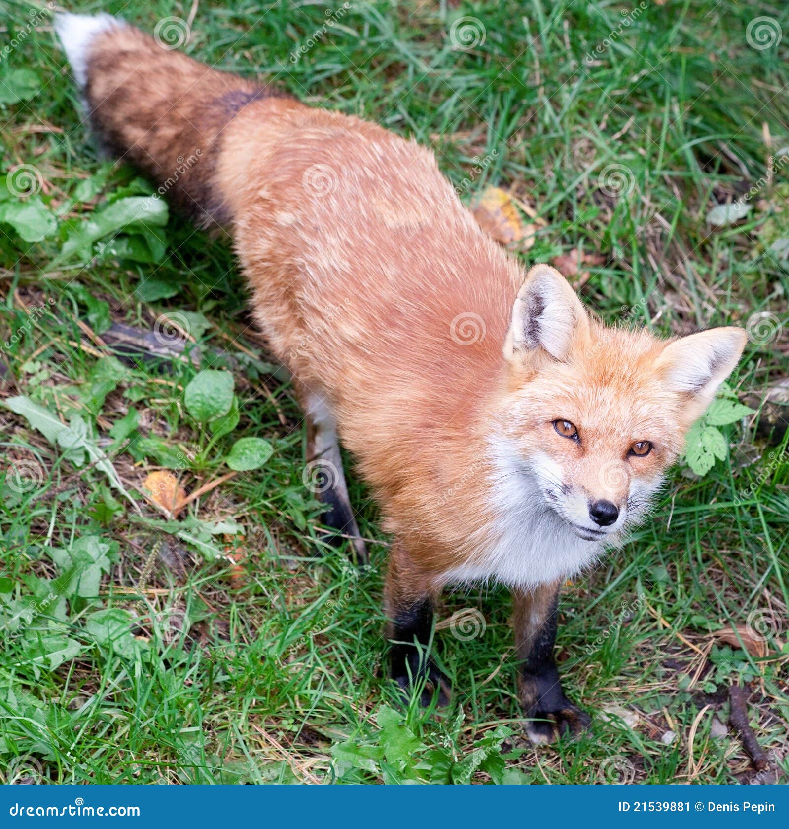 Fox is Looking Up at the Camera Stock Image - Image of quadruped, pose ...