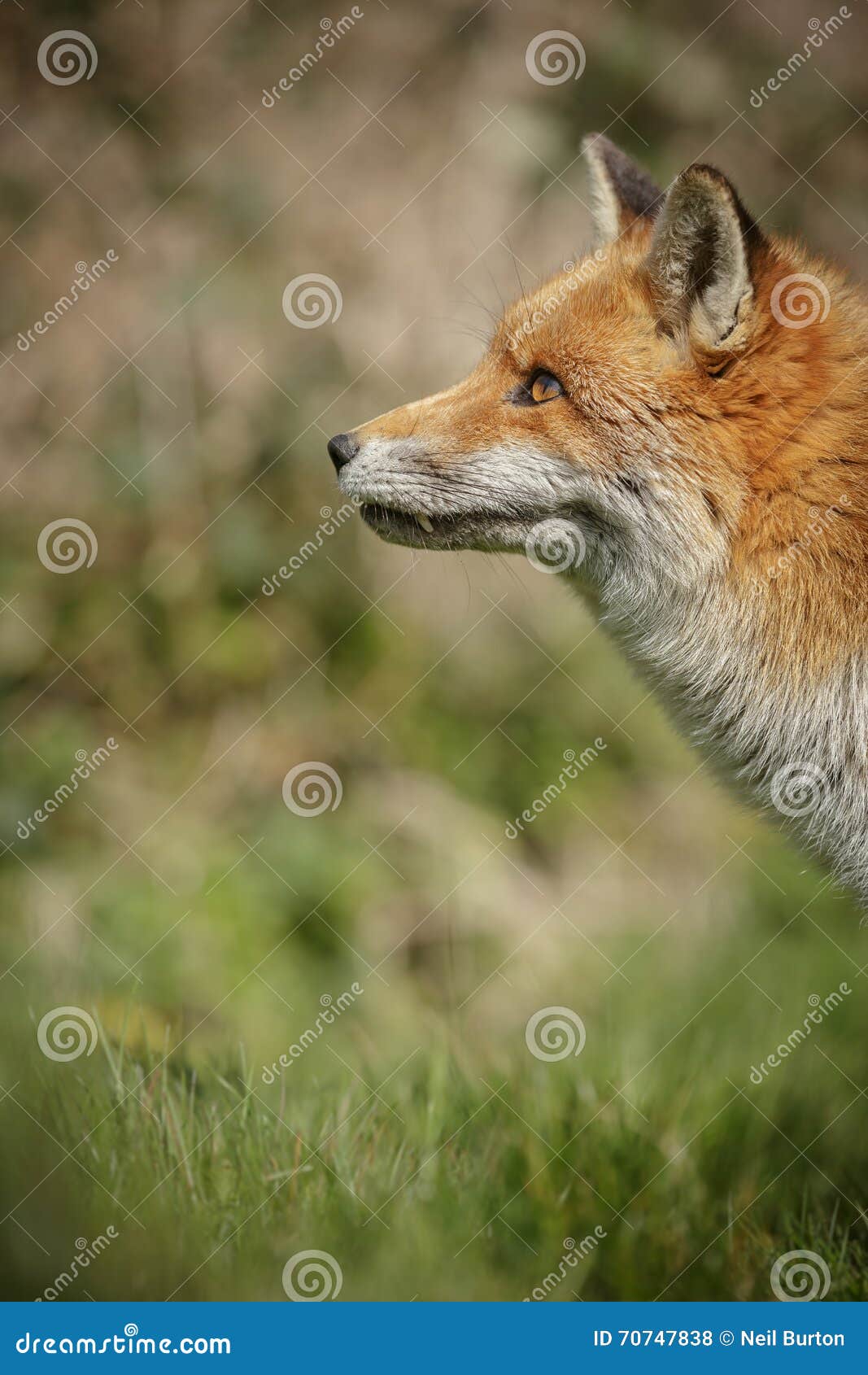 Fox looking up stock photo. Image of grass, forrest, european - 70747838