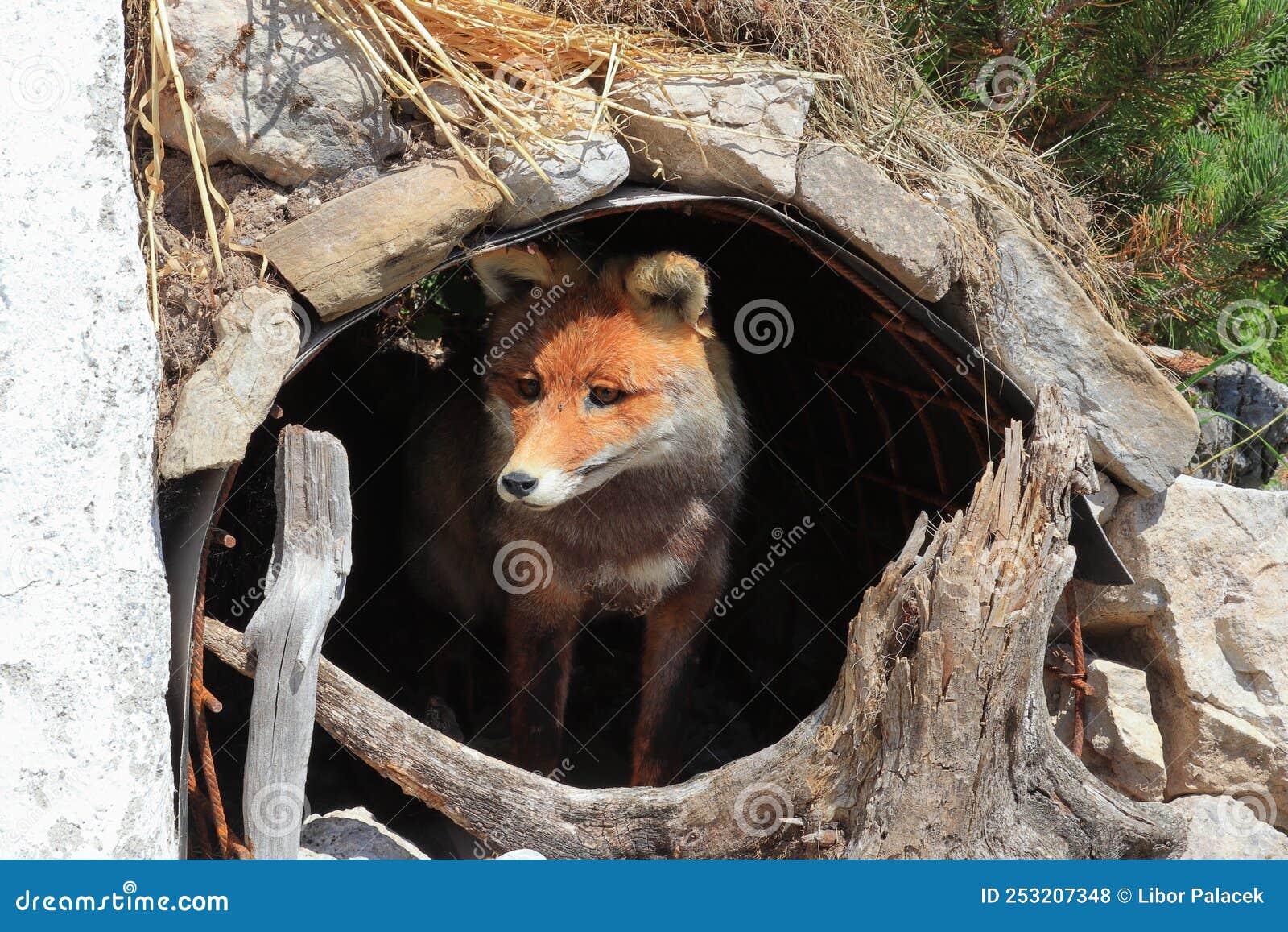 The Fox Looks Out of the Hole. Stock Photo - Image of careful, outdoor ...
