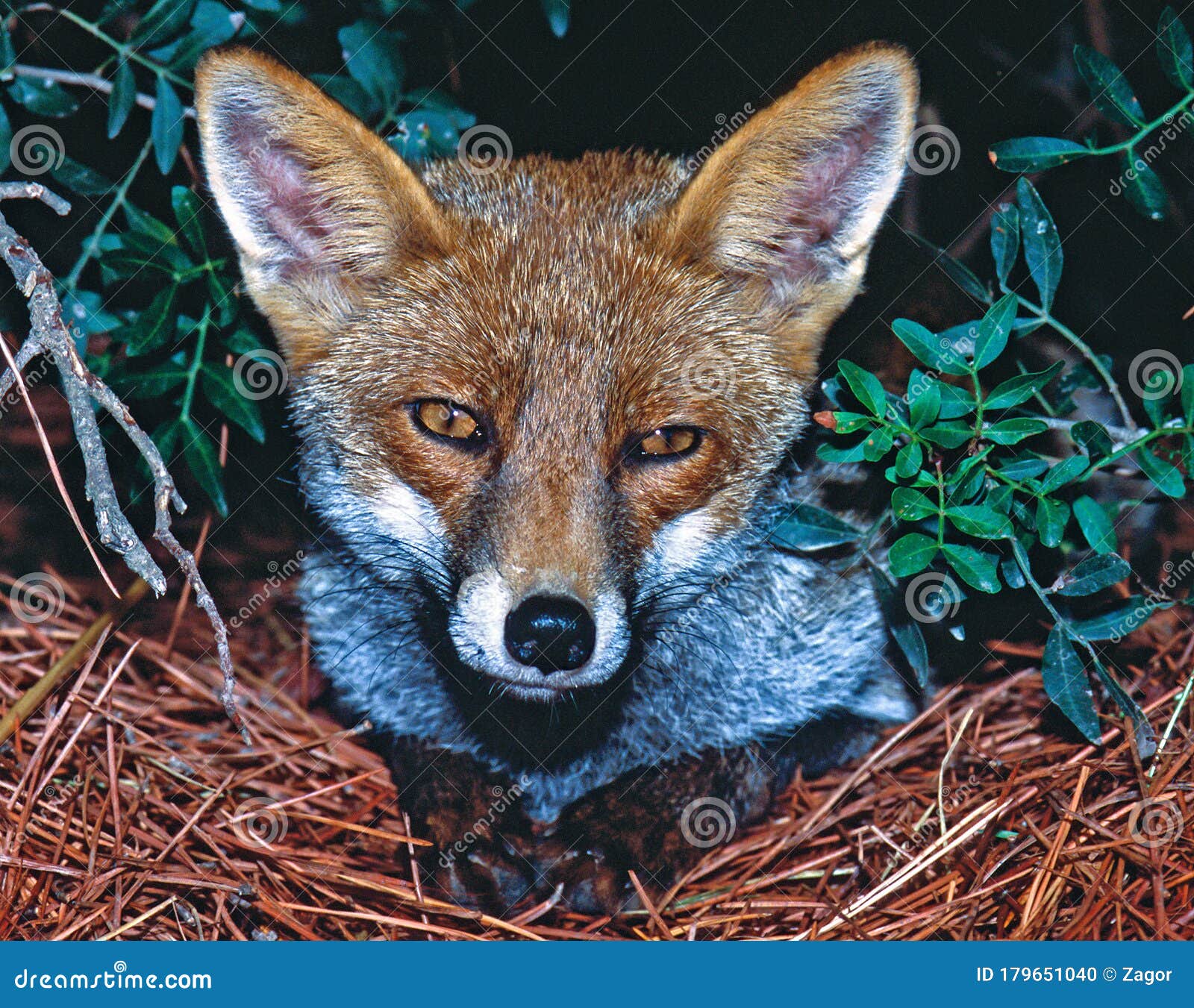 Fox looks between bushes stock photo. Image of bush - 179651040