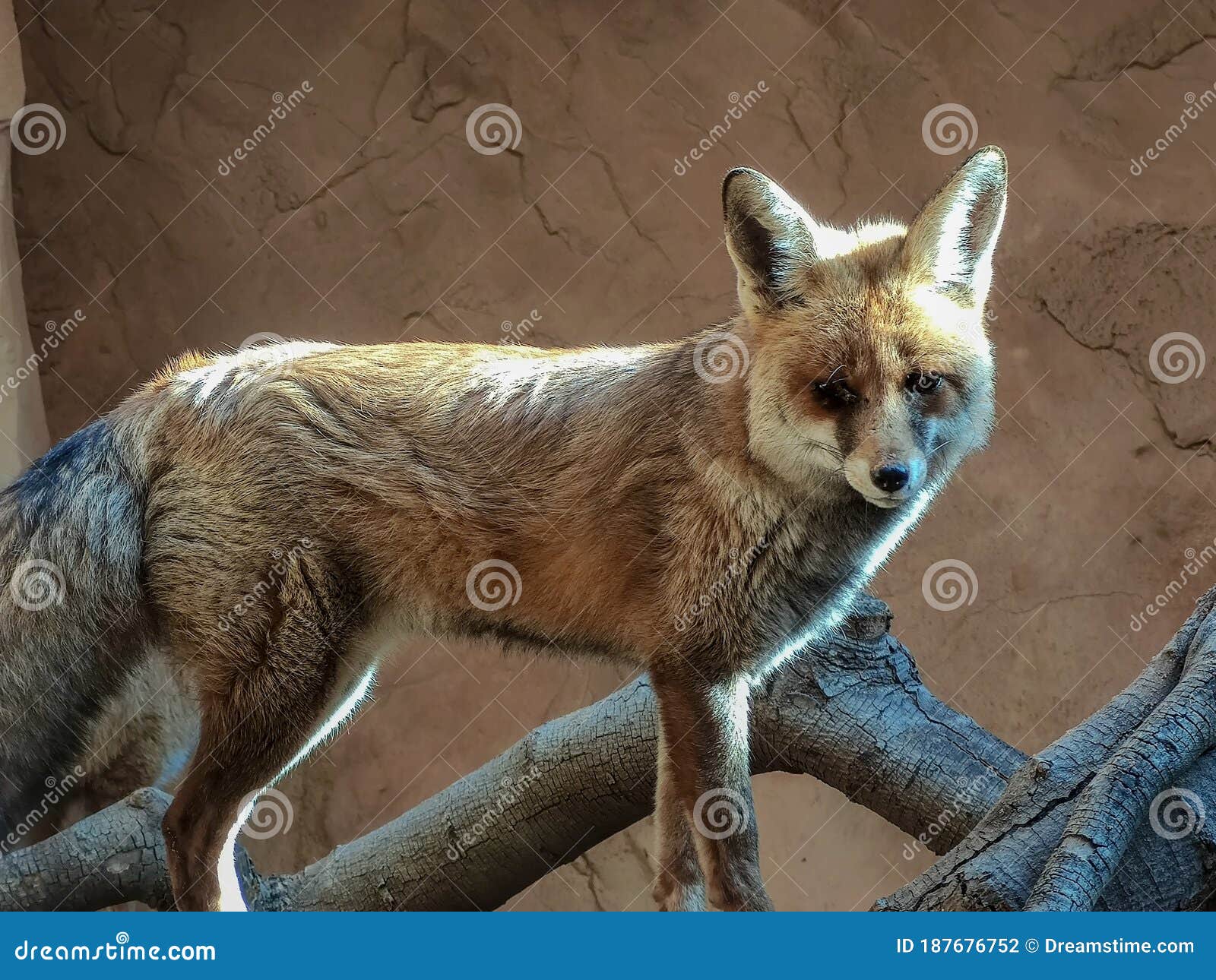 A Fox Looks Very Sad. High Quality Photo Stock Photo - Image of relax ...