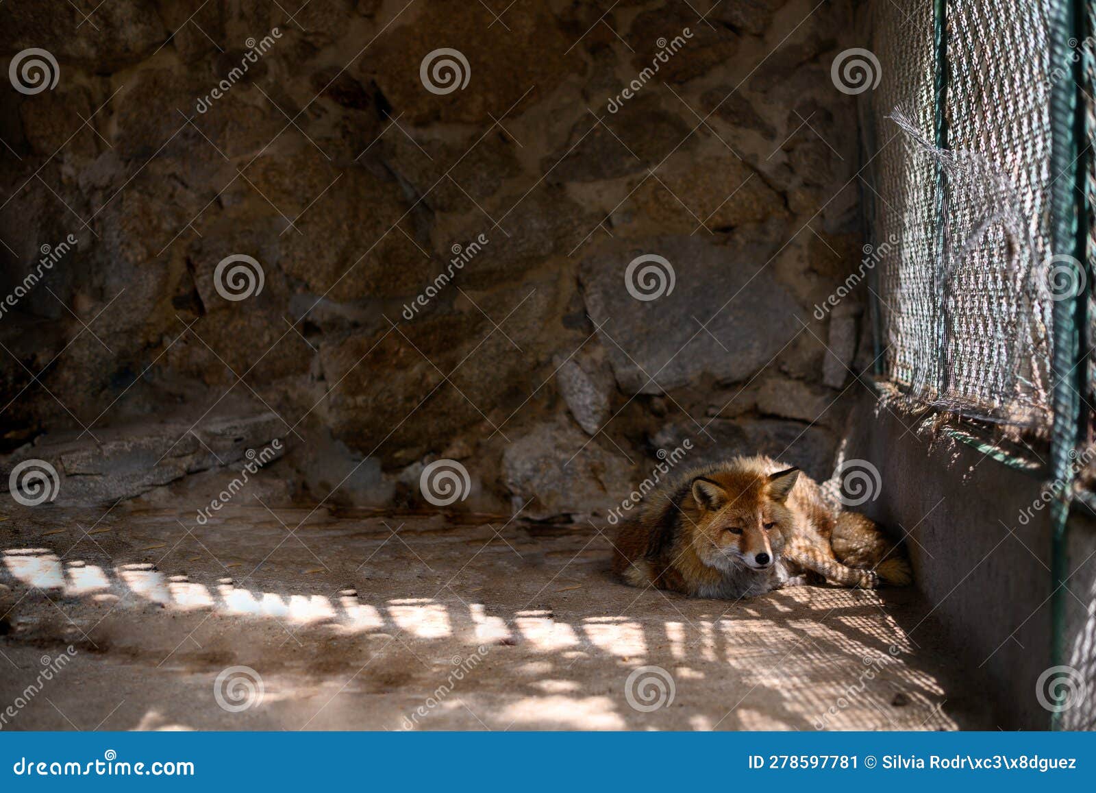 A Fox Lying on the Ground Inside a Cage Stock Image - Image of copy ...