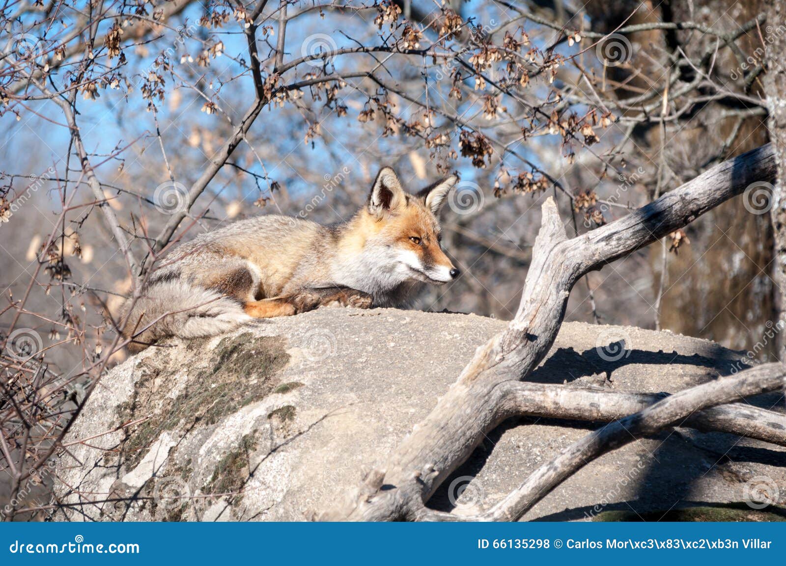 Fox Lying on a Rock Resting Under the Hot Sun - 2 Stock Photo - Image ...