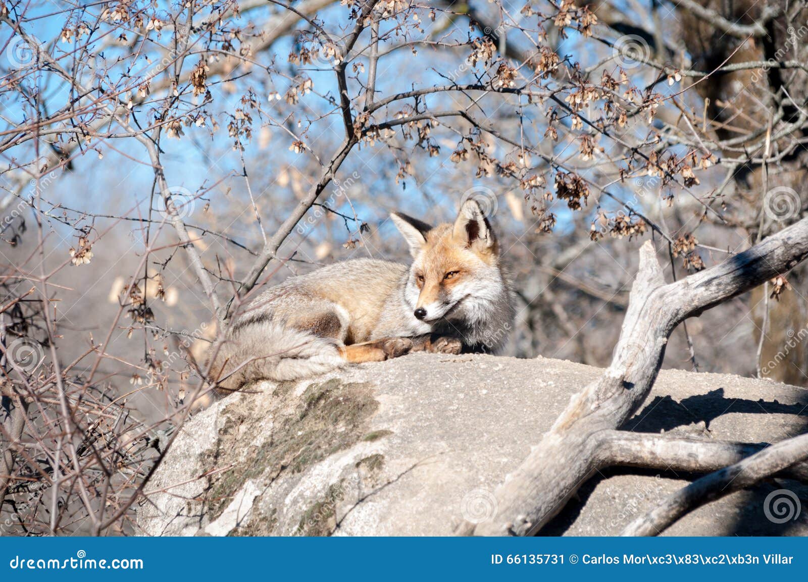 Fox Lying on a Rock Resting Under the Hot Sun - 4 Stock Image - Image ...