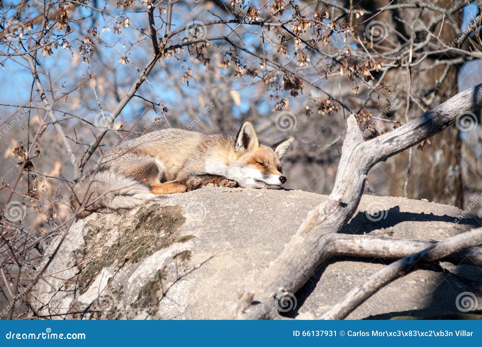 Fox Lying on a Rock Resting Under the Hot Sun - 13 Stock Image - Image ...