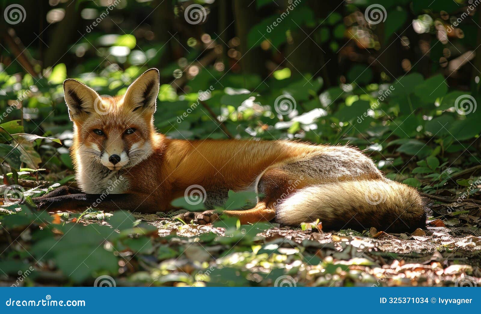 Fox Lying in the Shade, Dappled Sunlight Stock Photo - Image of white ...