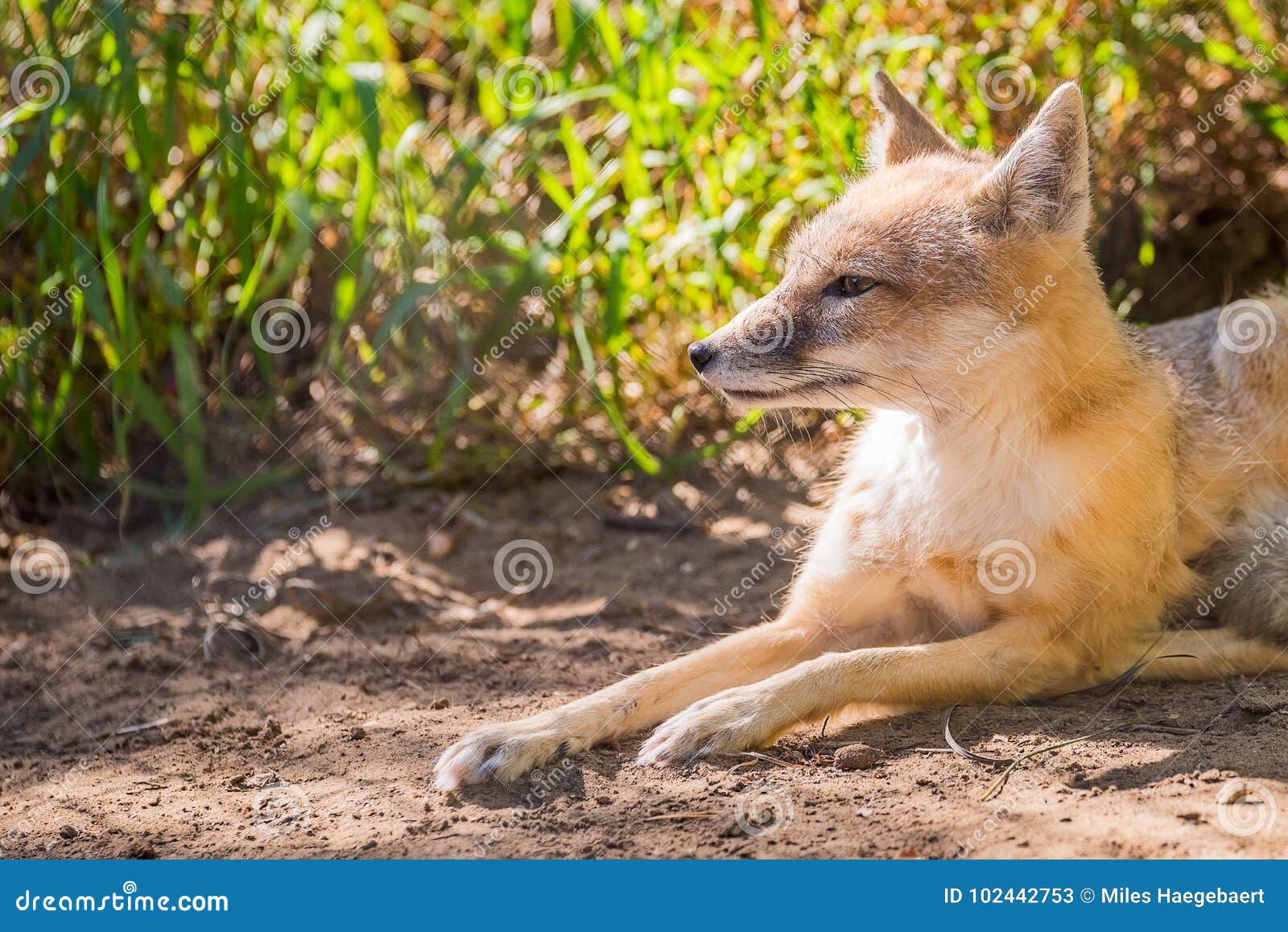 Fox lying in the sun stock image. Image of nose, cute - 102442753