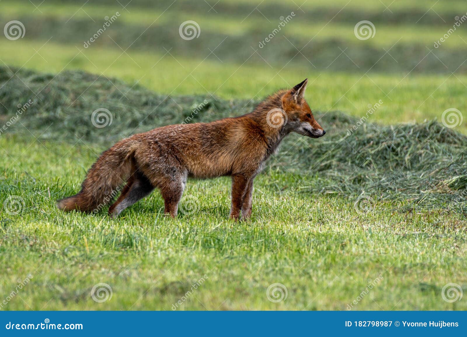 Fox in a Meadow with Cut Grass Stock Image - Image of field, outdoors ...
