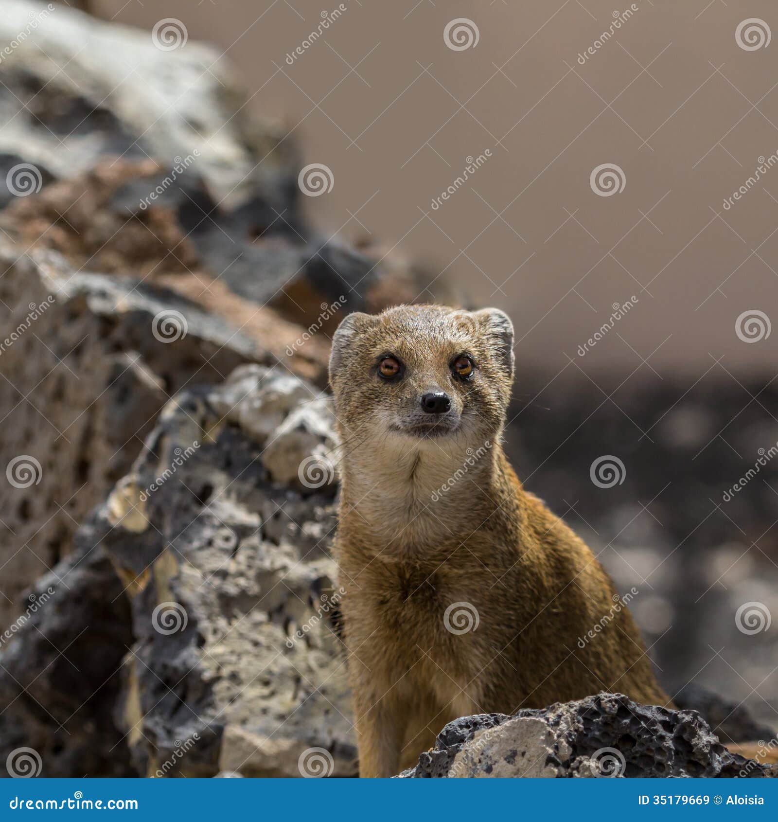 Fox mongoose stock image. Image of herpestidae, savannah - 35179669
