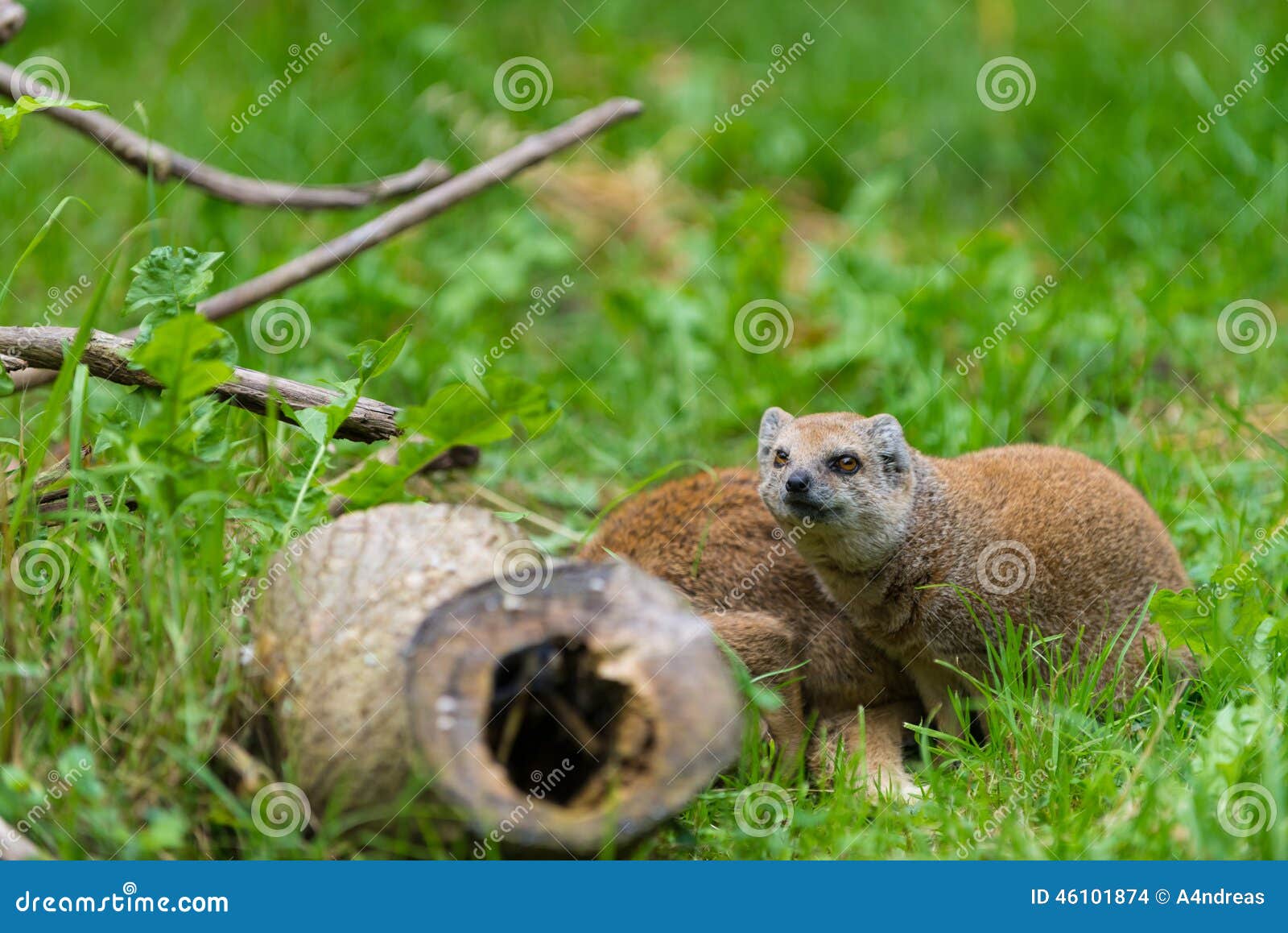 Fox Mongoose Looking Behind Wood Stock Photo - Image of cute, adapted ...