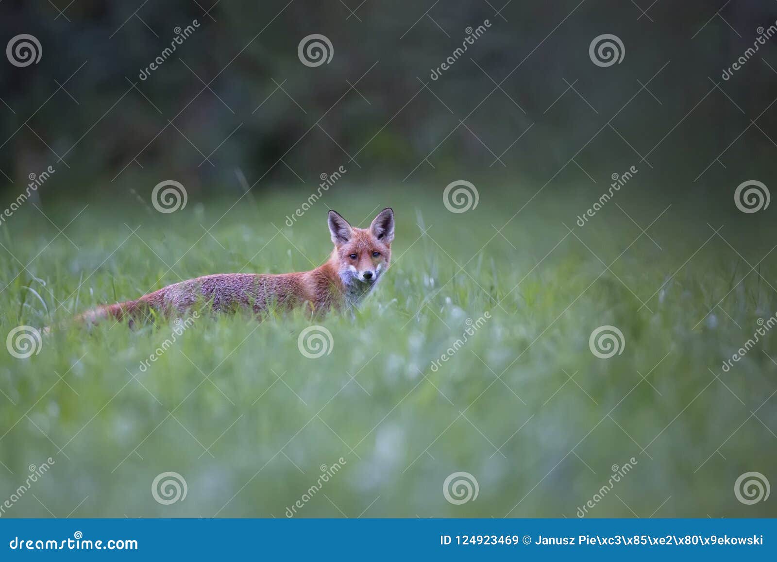 Fox in the morning mist stock image. Image of animals - 124923469