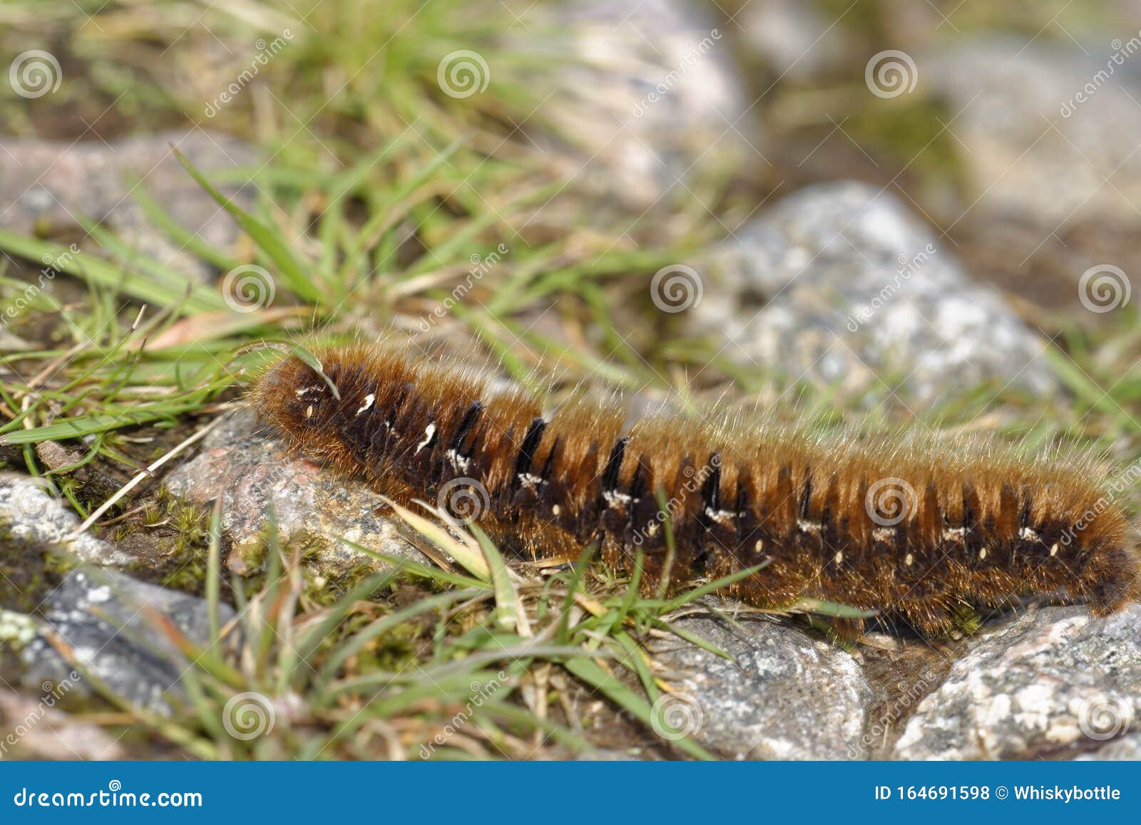 British Oak Eggar Moth On Glass Window, During Storm. Stock Photography ...
