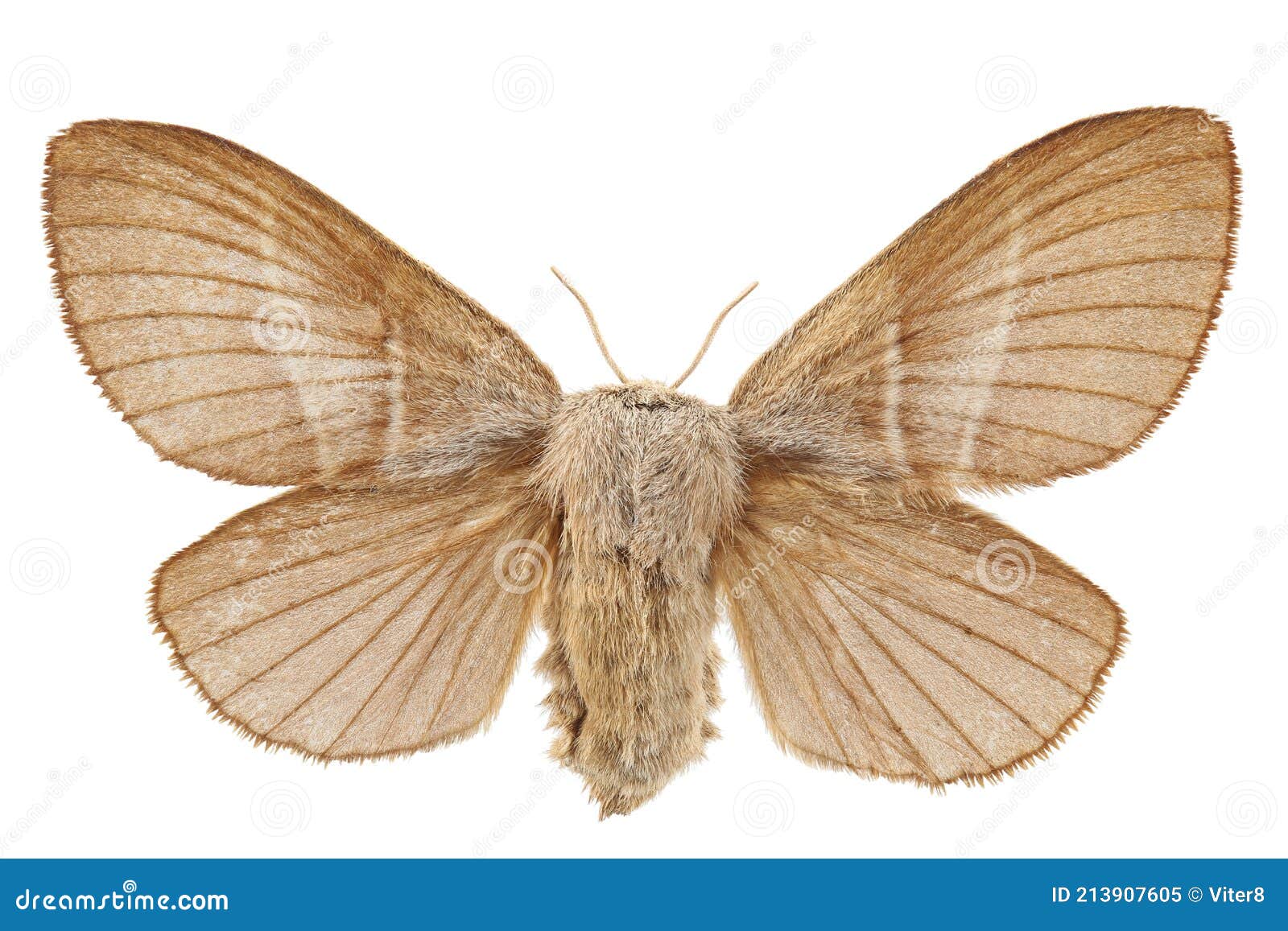 The Fox Moth Macrothylacia Rubi Isolated On White Royalty-Free Stock ...