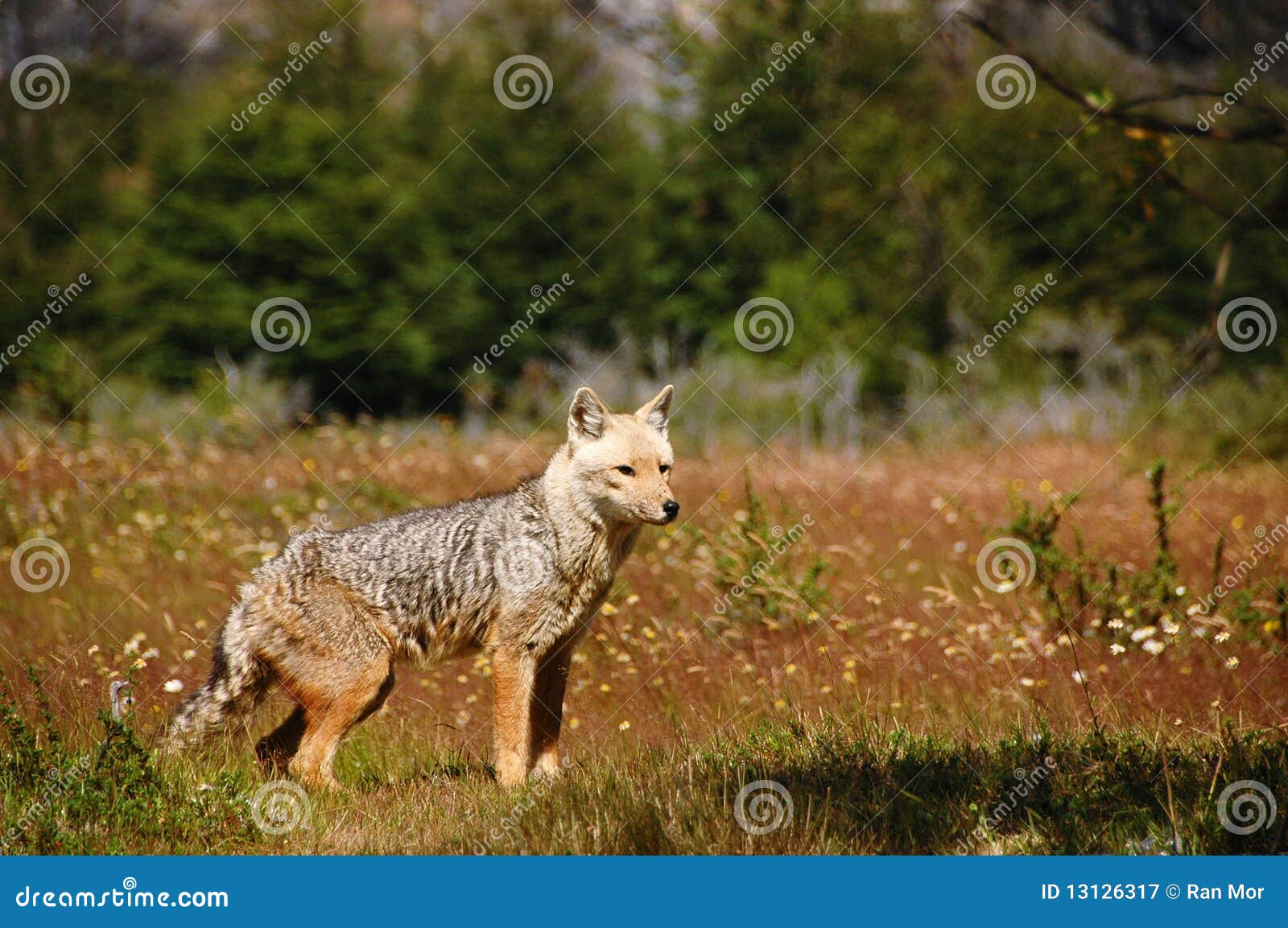 Fox in Nature stock image. Image of furtive, grass, four - 13126317