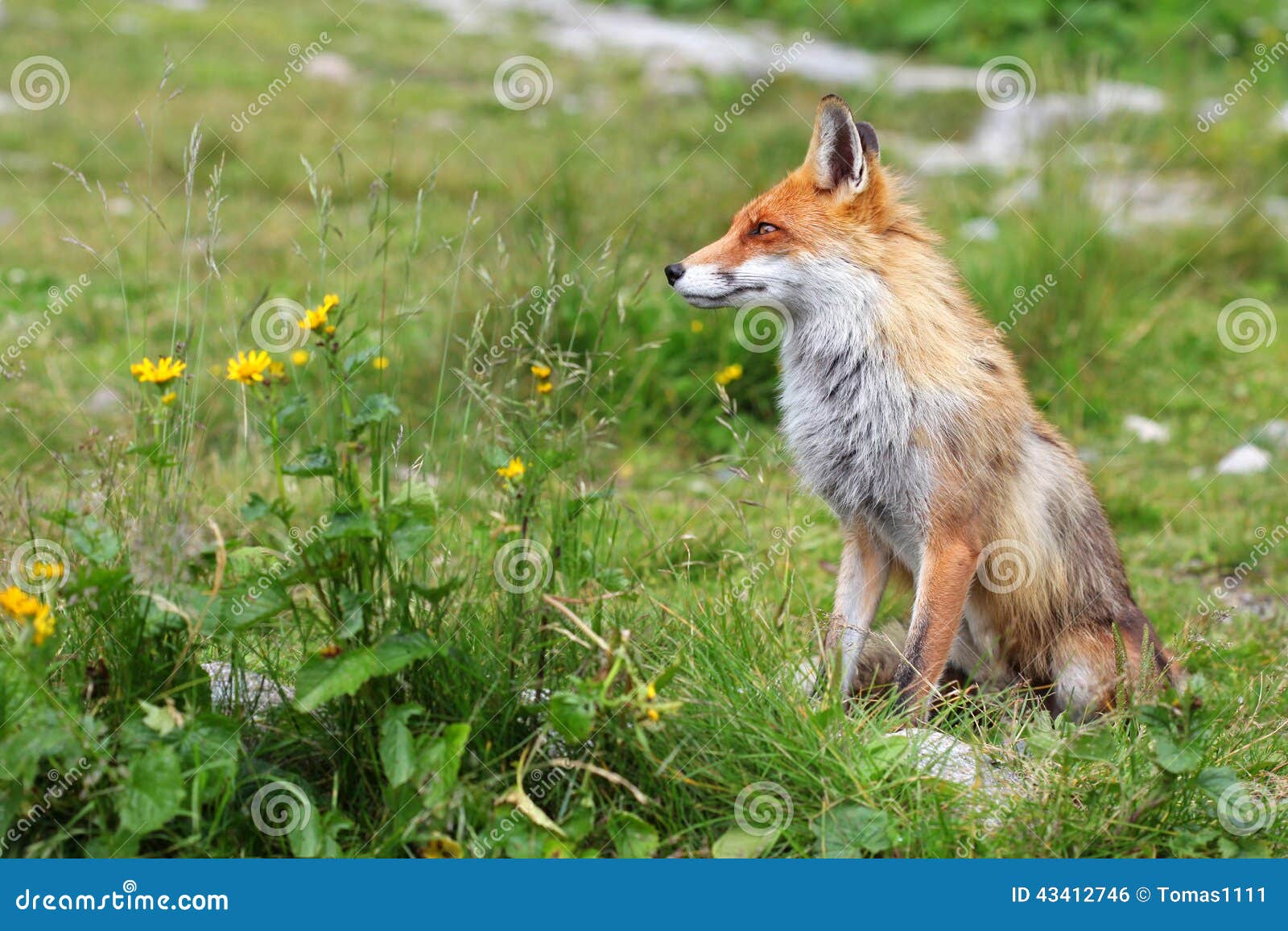 Fox in nature stock photo. Image of canine, animal, europe - 43412746