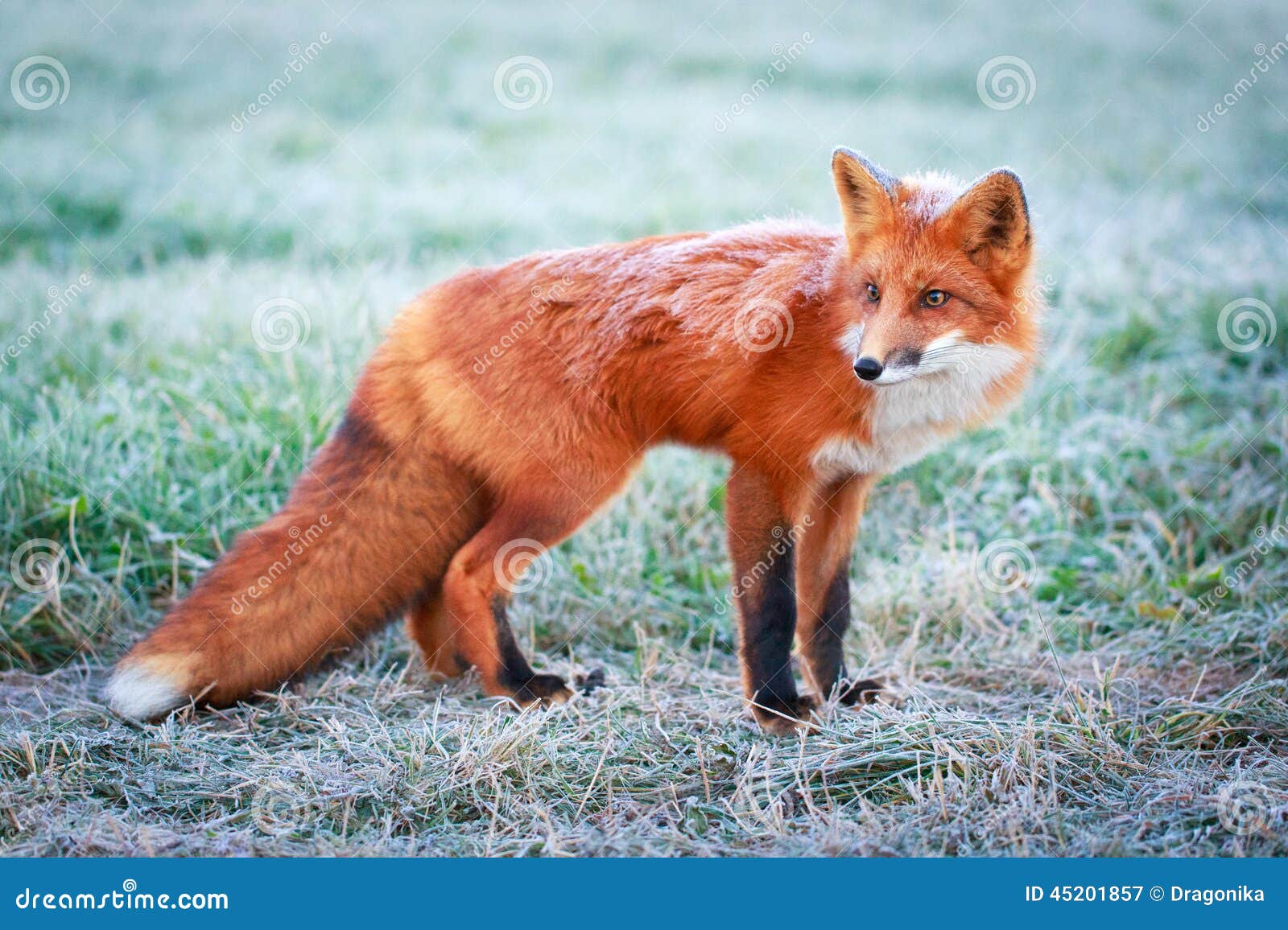 Fox stock image. Image of nature, cold, wild, autumn - 45201857