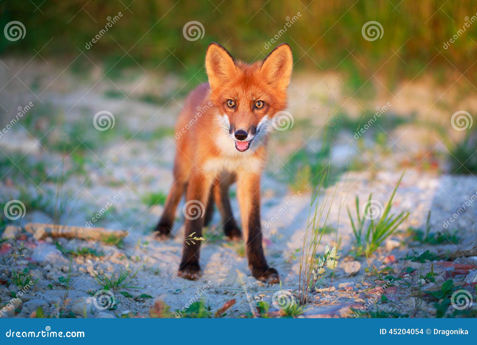 Fox stock photo. Image of wild, plant, nature, rock, green - 45204054