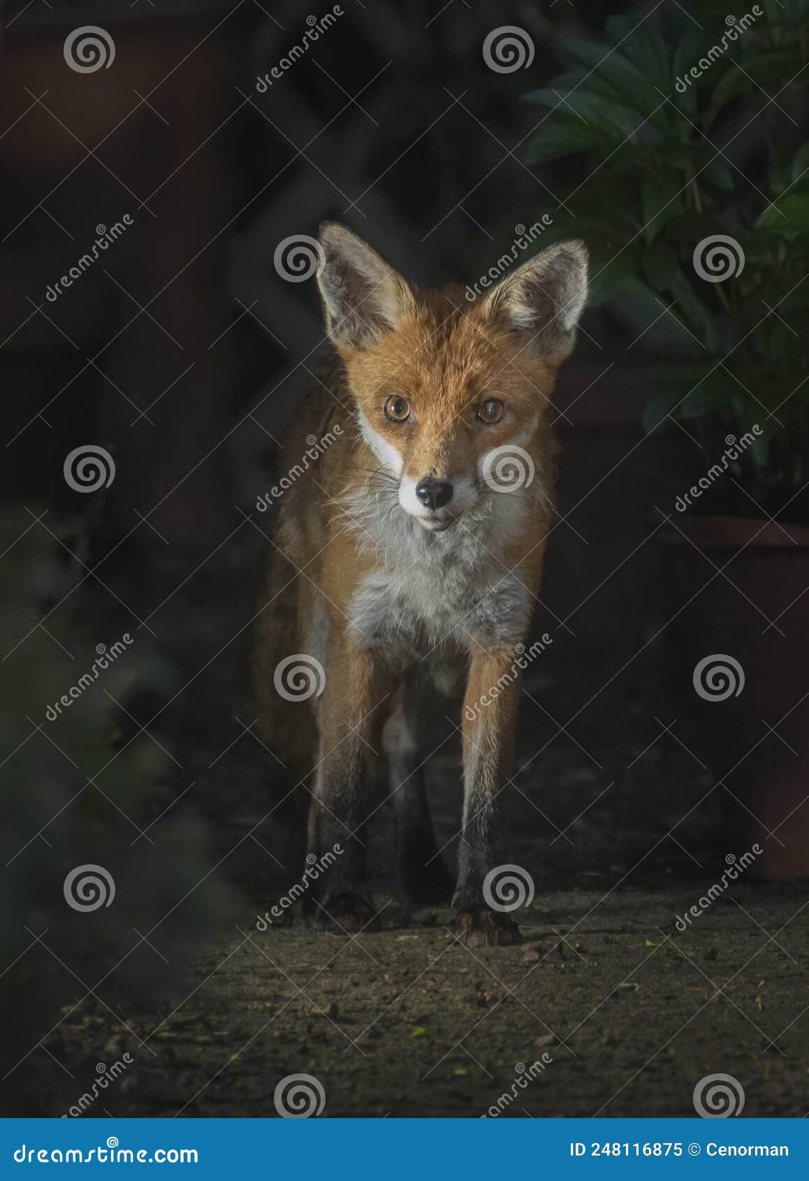 Fox at Night Time in Garden Stock Image - Image of urban, time: 248116875