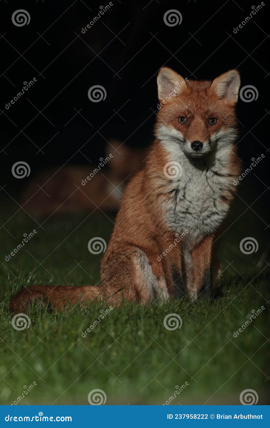 Fox at night. stock photo. Image of animal, profile - 237958222