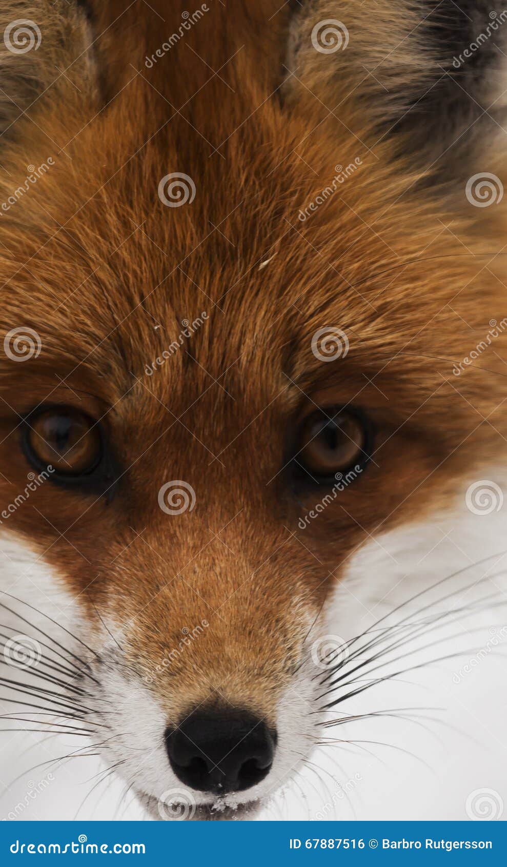 Fox nose stock photo. Image of predator, foxes, head - 67887516