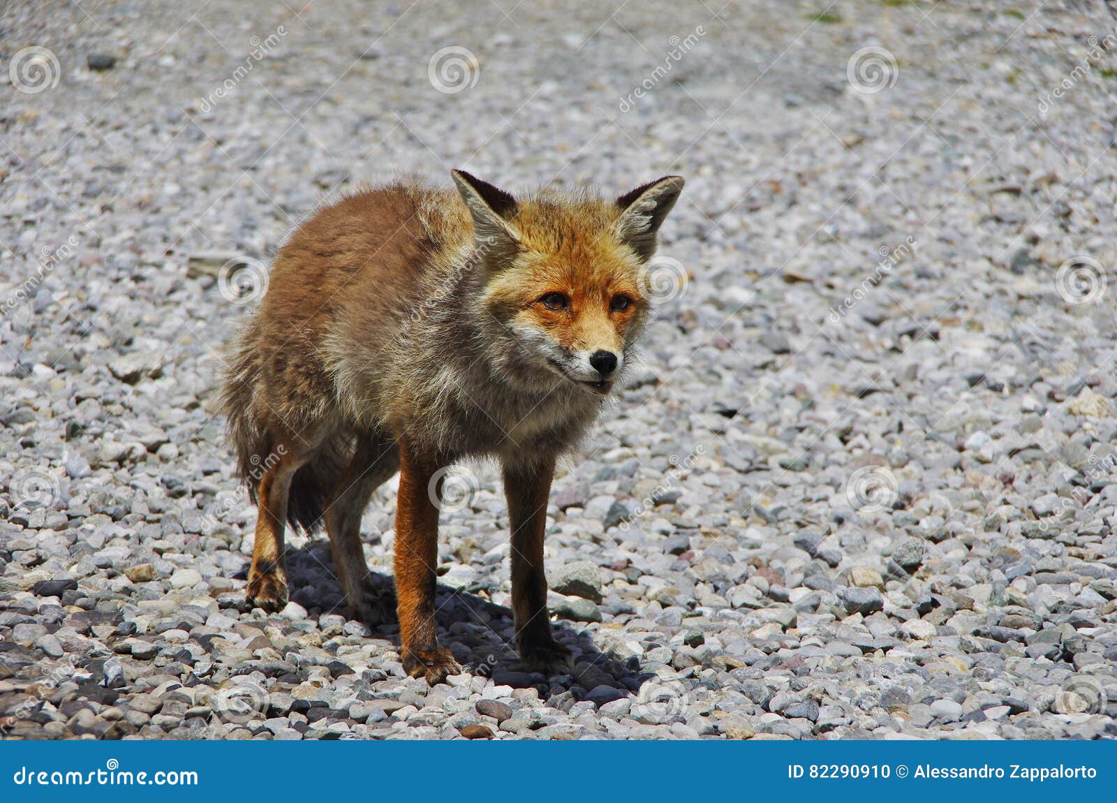 Fox not scared by human stock photo. Image of sunny, field - 82290910