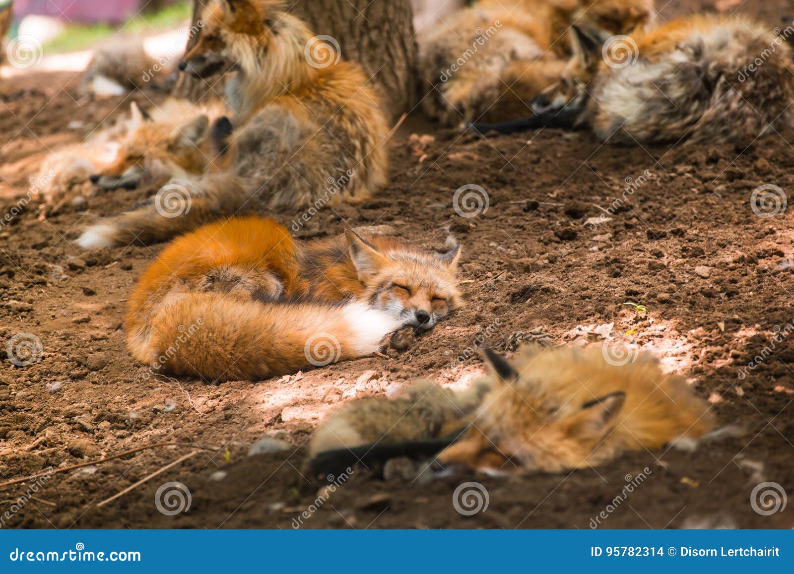 Fox Pack , Fox Village, Miyagi , Japan Stock Photo - Image of japan ...