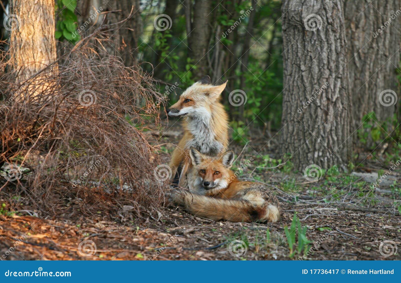 Fox Pair in the Spring stock image. Image of spring, mating - 17736417