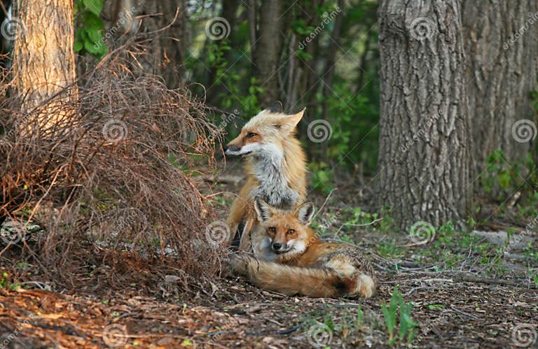 Fox Pair in the Spring stock image. Image of spring, mating - 17736417