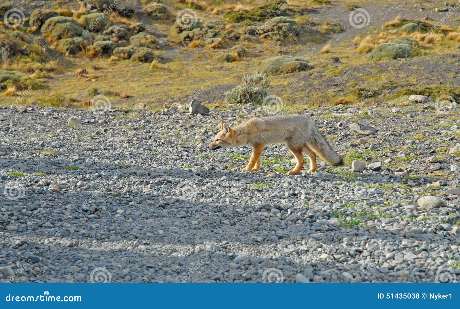 Fox in Patagonia stock photo. Image of lamoids, andes - 51435038