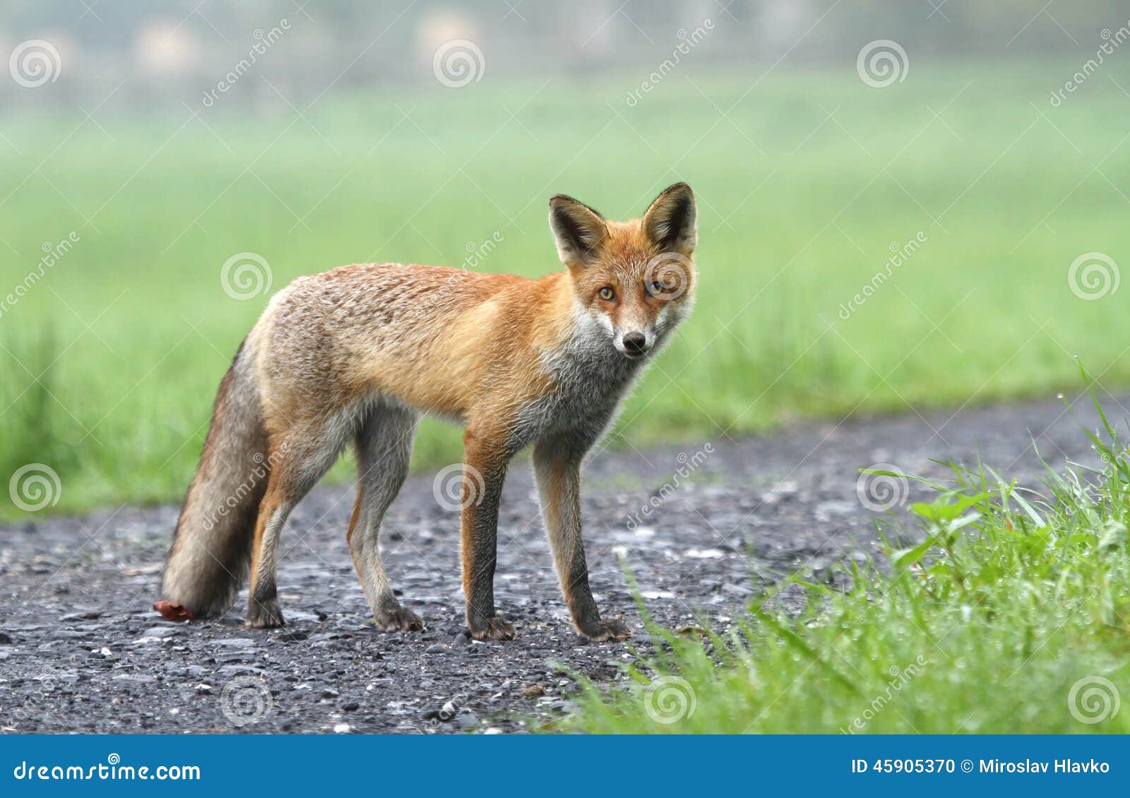 Fox on path stock photo. Image of habitat, coat, predator - 45905370