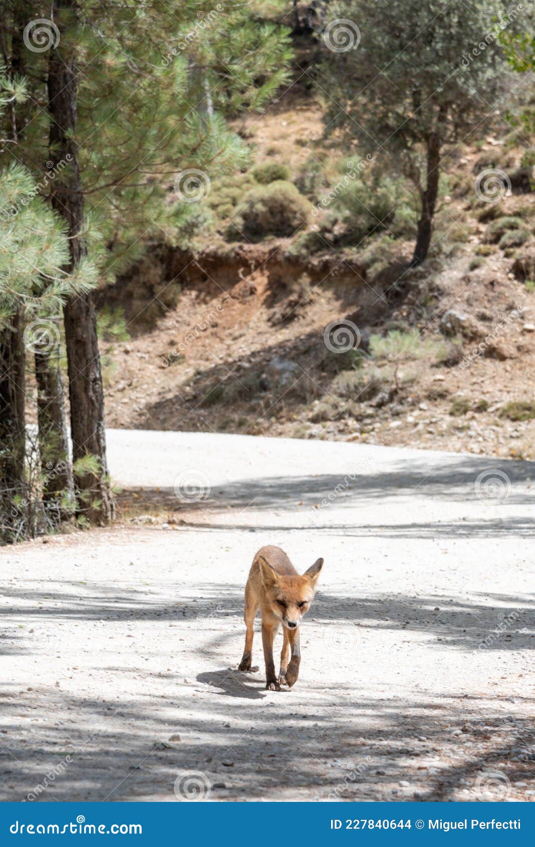 Fox on a Path in the Sierra De Cazorla Stock Photo - Image of andalusia ...