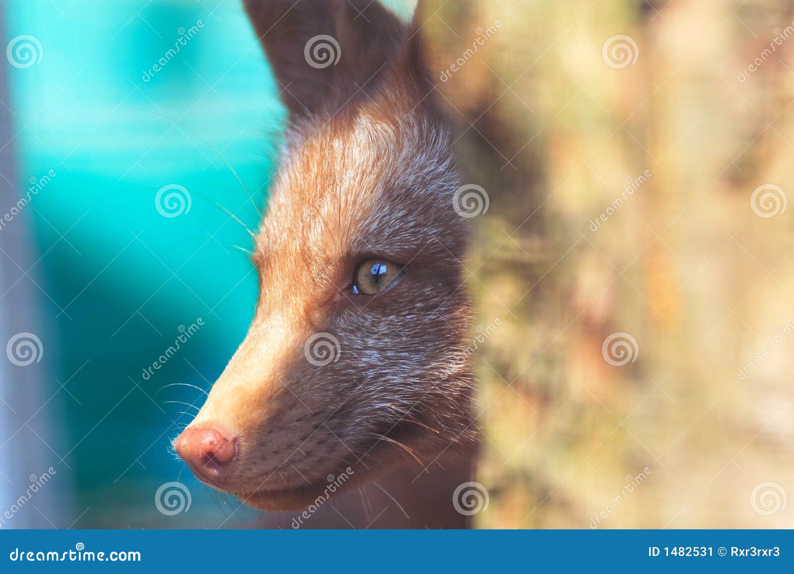 Fox Peek 3 Picture. Image: 1482531