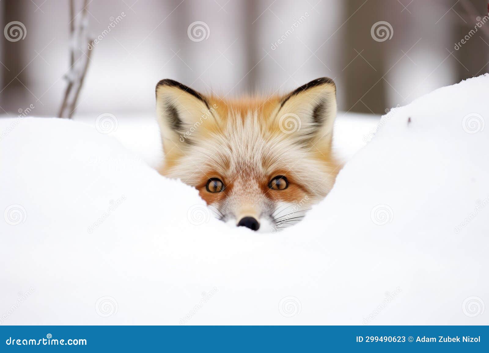 A fox peeking out of snow stock image. Image of curious - 299490623