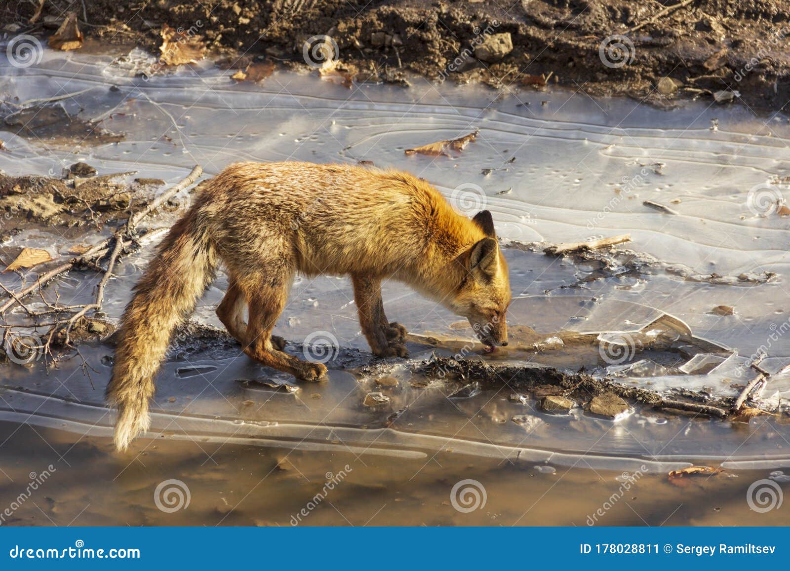 A Fox with Peeling Fur during Spring Shedding Drinks Water from a ...