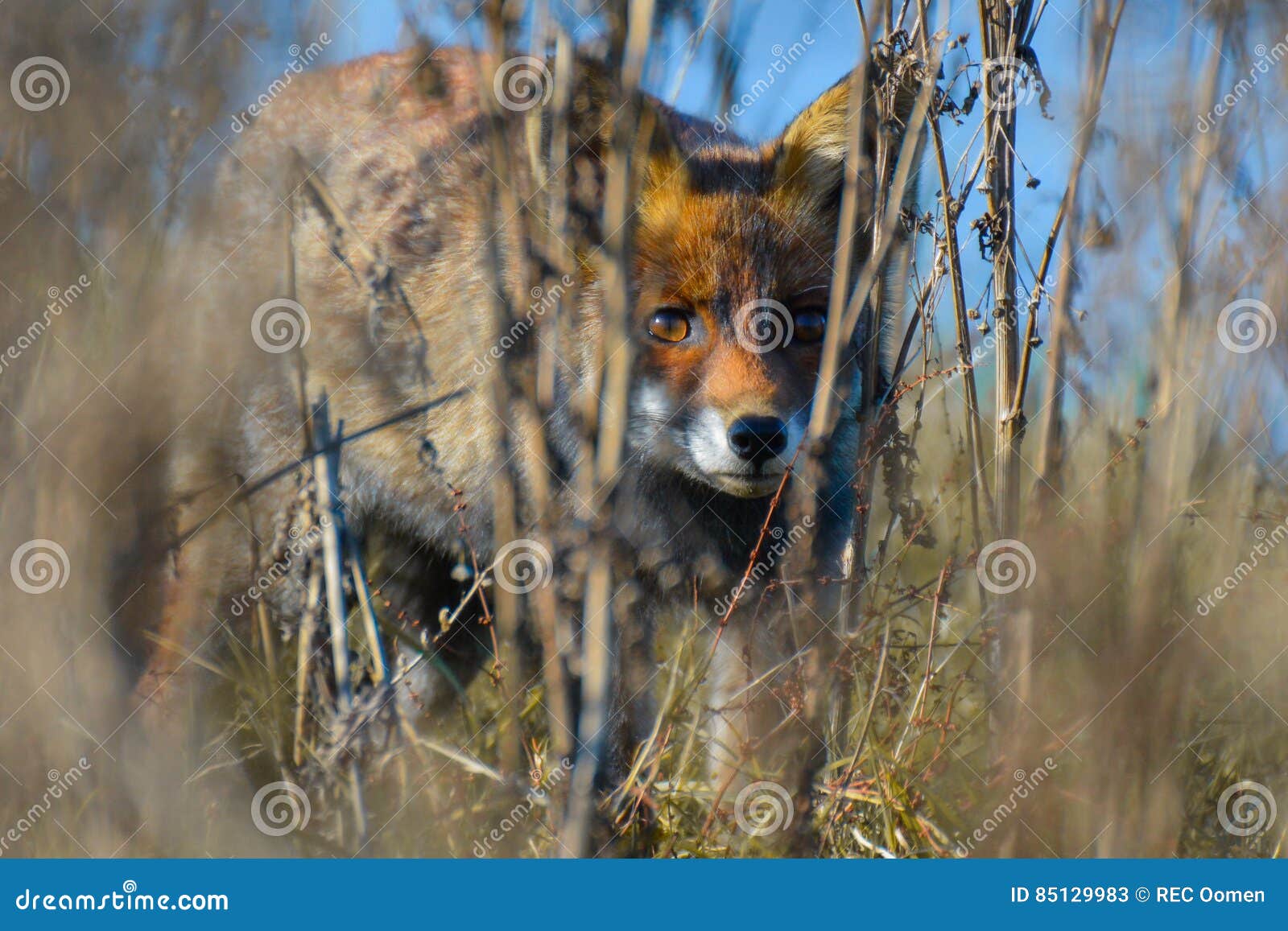Fox Peering through the Reed Stock Image - Image of nature, netherlands ...