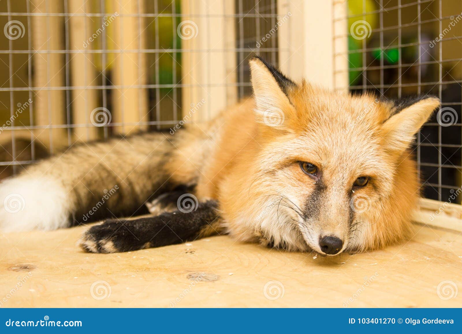 Fox in the petting zoo stock photo. Image of nature - 103401270