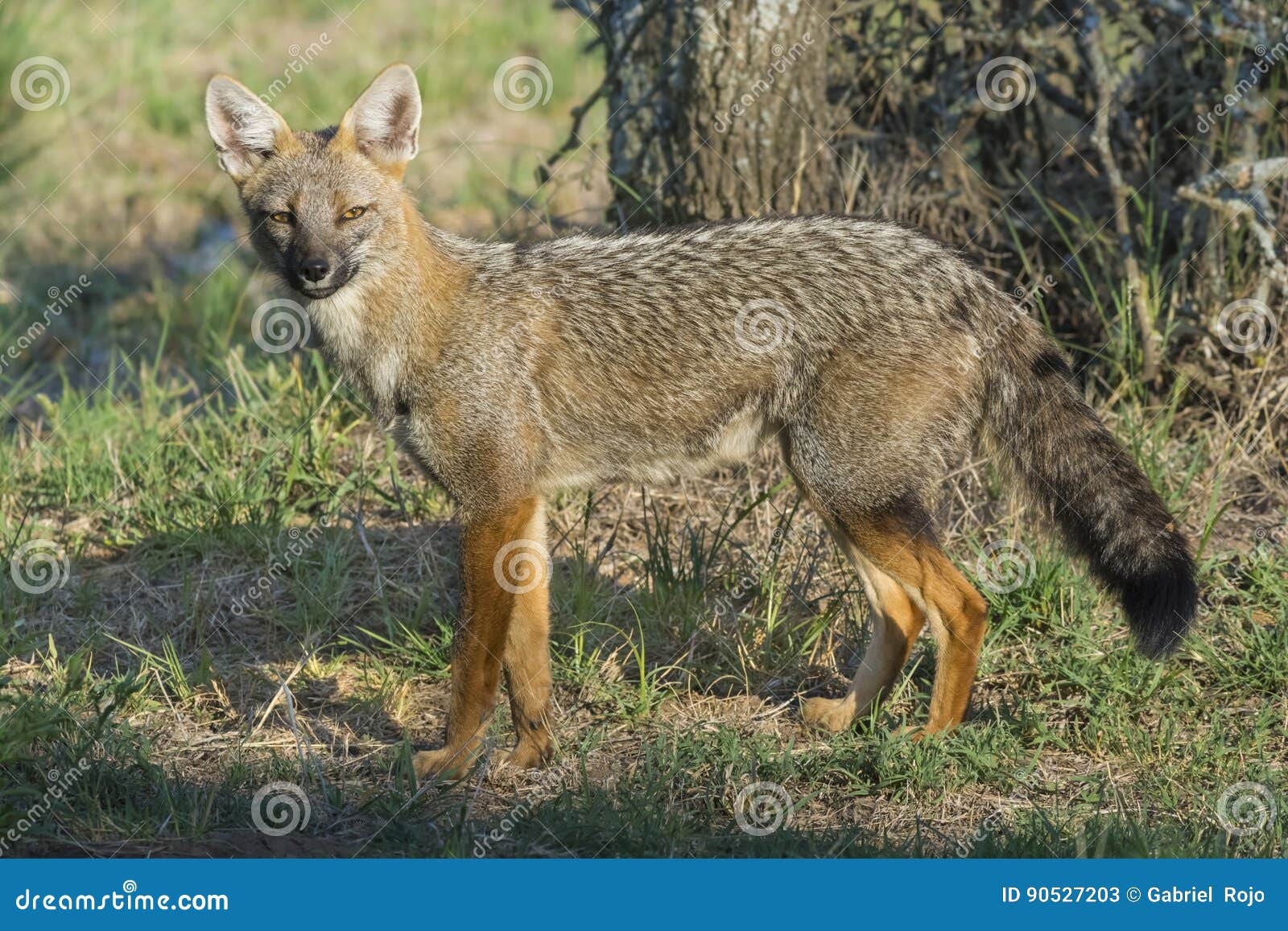 Fox Plain La Pampa Photos - Free & Royalty-Free Stock Photos from ...