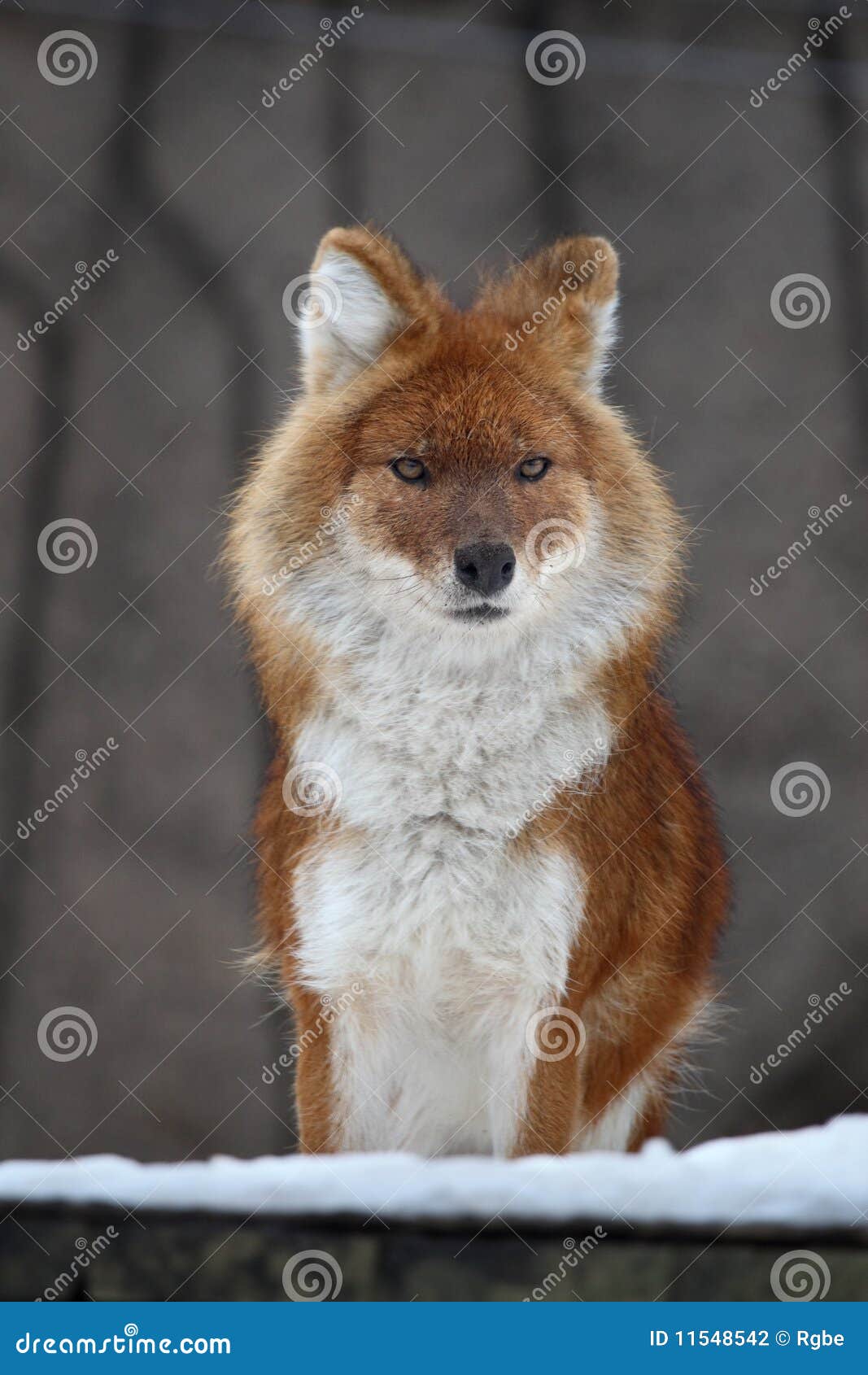 Fox portrait stock photo. Image of winter, wildlife, portrait - 11548542