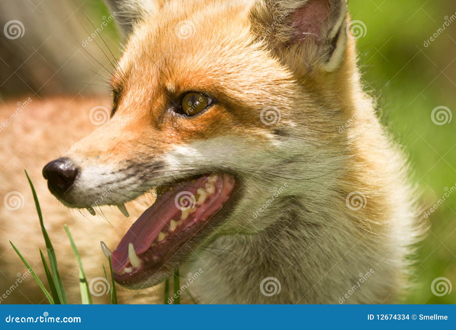 Fox portrait stock photo. Image of predator, eyes, grass - 12674334