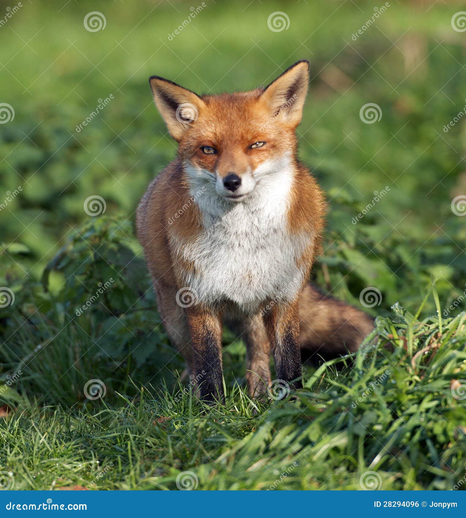Fox Portrait stock photo. Image of close, outdoor, beach - 28294096