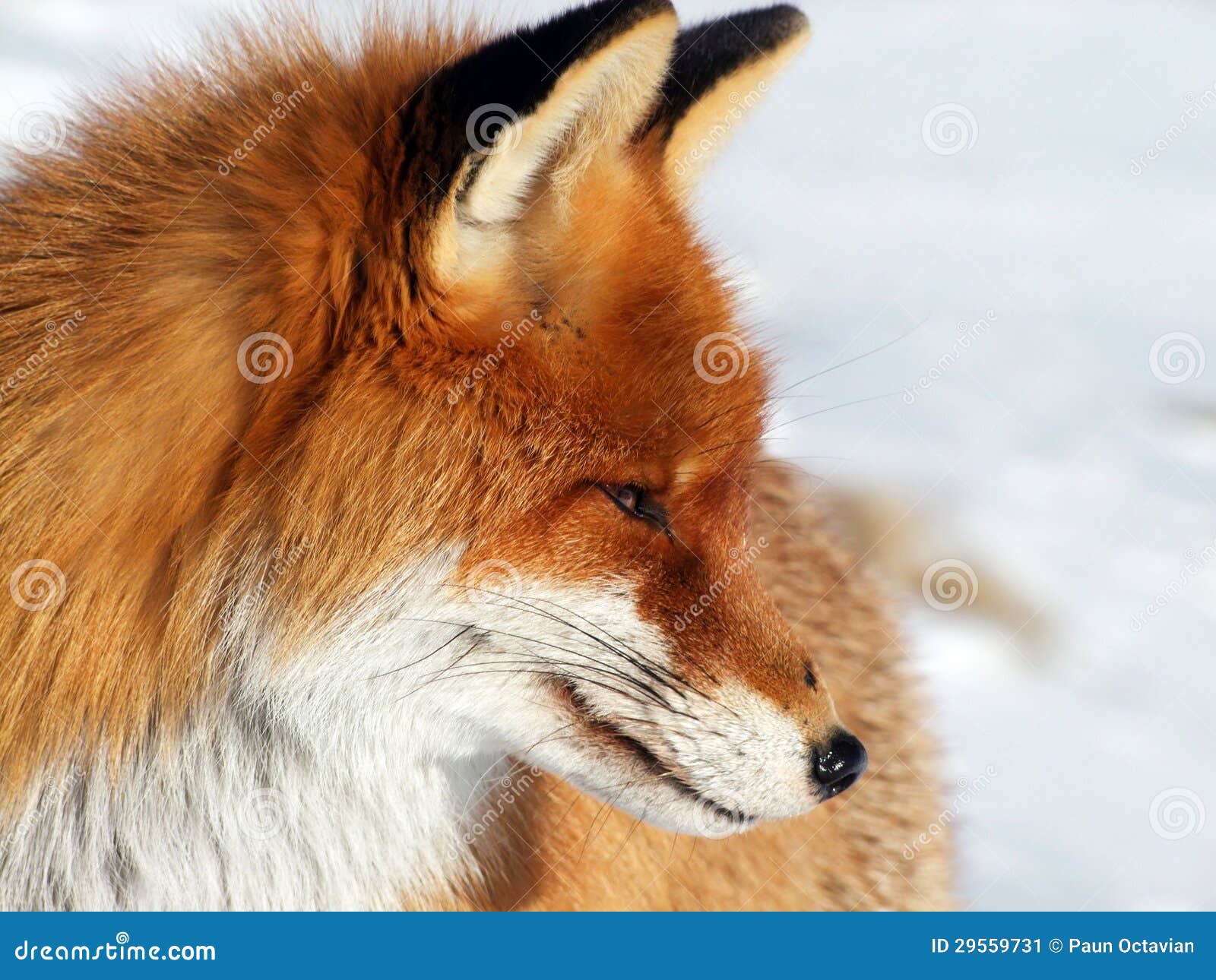 Fox Portrait stock image. Image of animals, mountains - 29559731