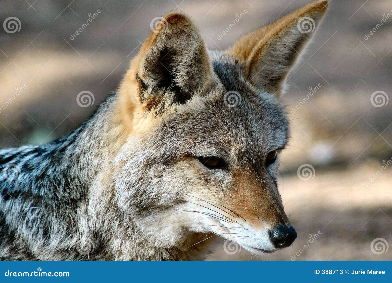 Fox Portrait. stock image. Image of hunter, hunt, shoot - 388713