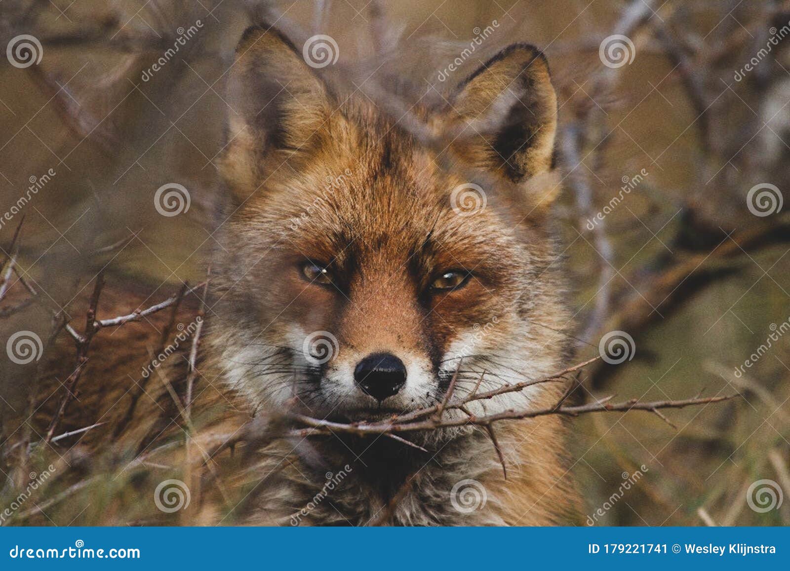 Fox portrait stock image. Image of beautiful, animals - 179221741